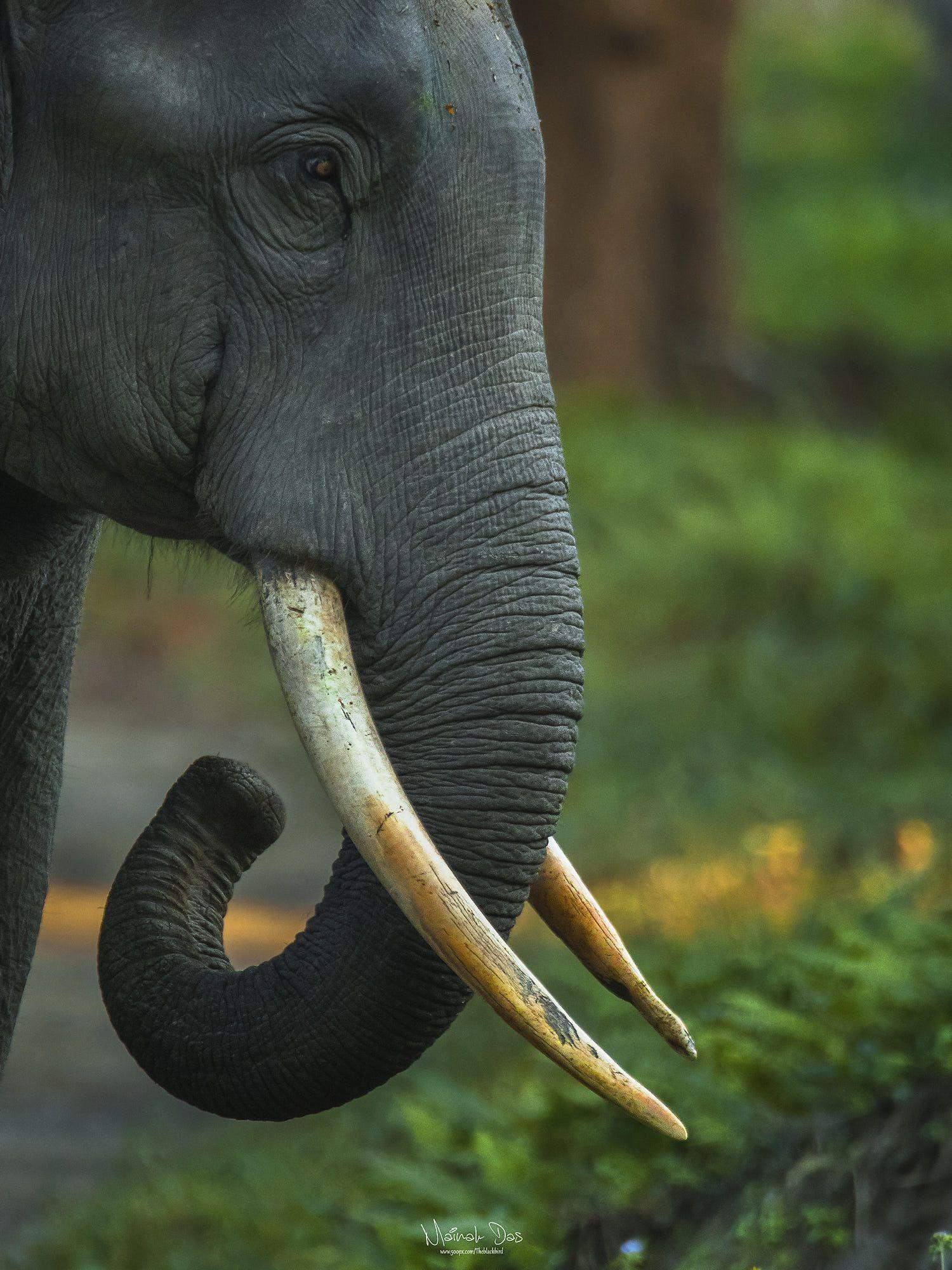 Asian Elephant Wallpapers - Top Free Asian Elephant Backgrounds ...