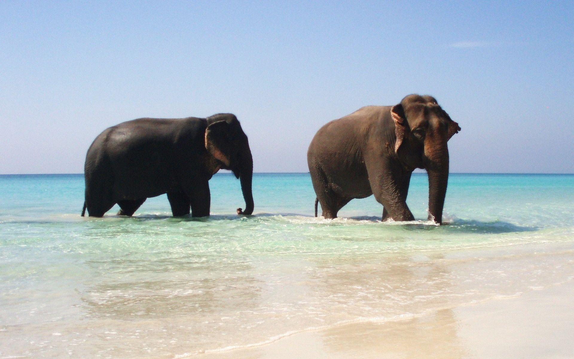 Asian Elephant Wallpapers - Top Free Asian Elephant Backgrounds ...
