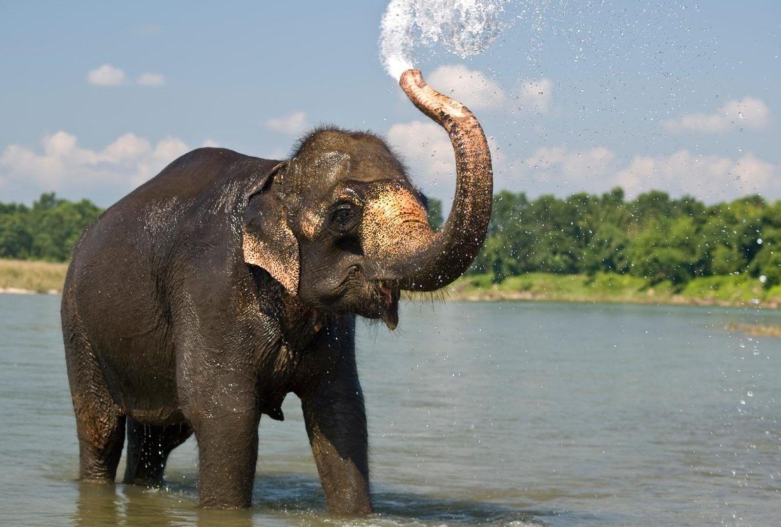 Asian Elephant Wallpapers - Top Free Asian Elephant Backgrounds ...