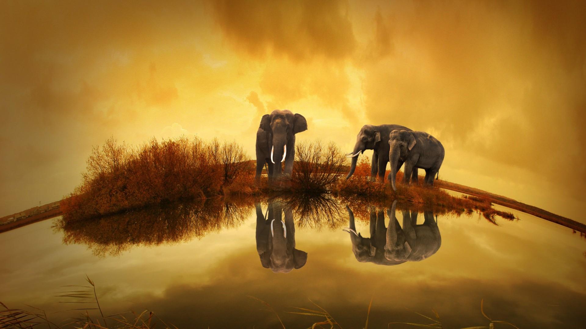 Asian Elephant Wallpapers - Top Free Asian Elephant Backgrounds ...