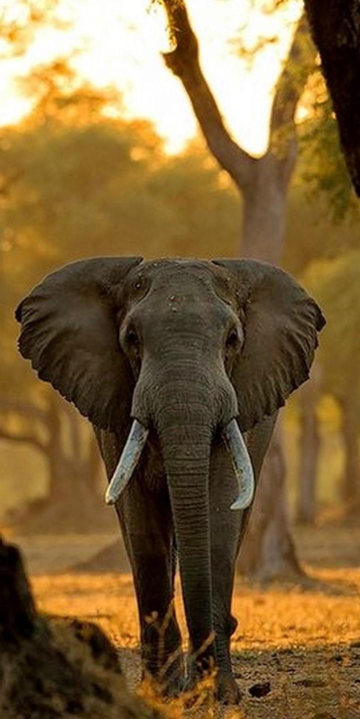 Asian Elephant Wallpapers - Top Free Asian Elephant Backgrounds ...