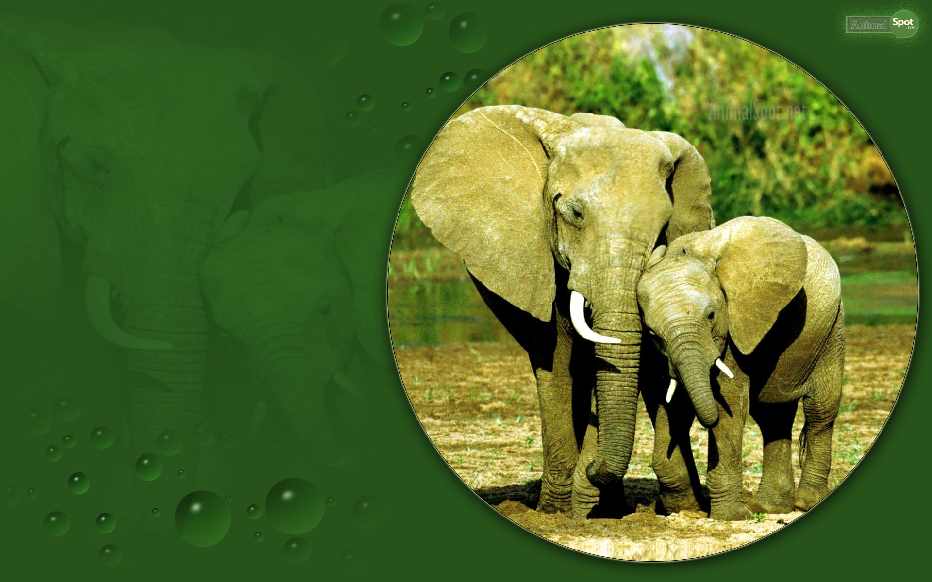 Asian Elephant Wallpapers - Top Free Asian Elephant Backgrounds ...