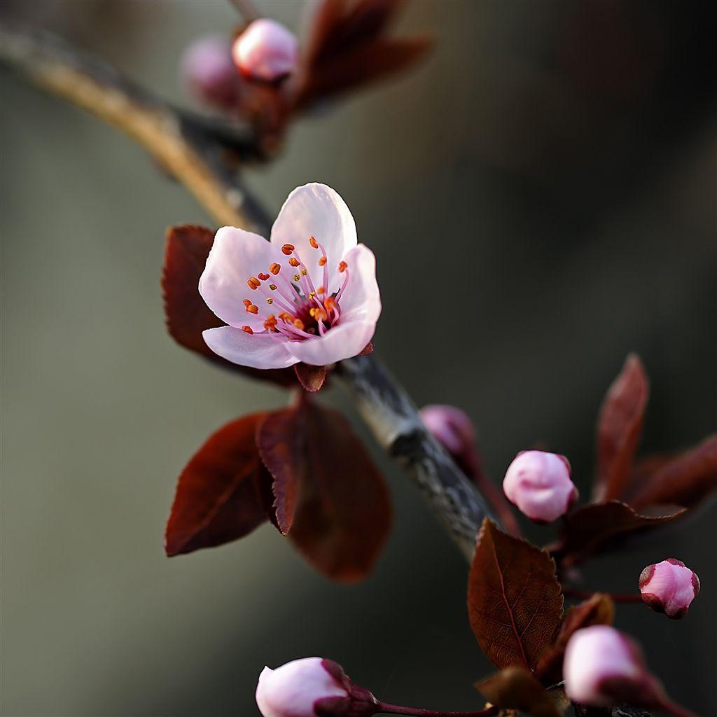 Spring iPad Wallpapers - Top Free Spring iPad Backgrounds - WallpaperAccess