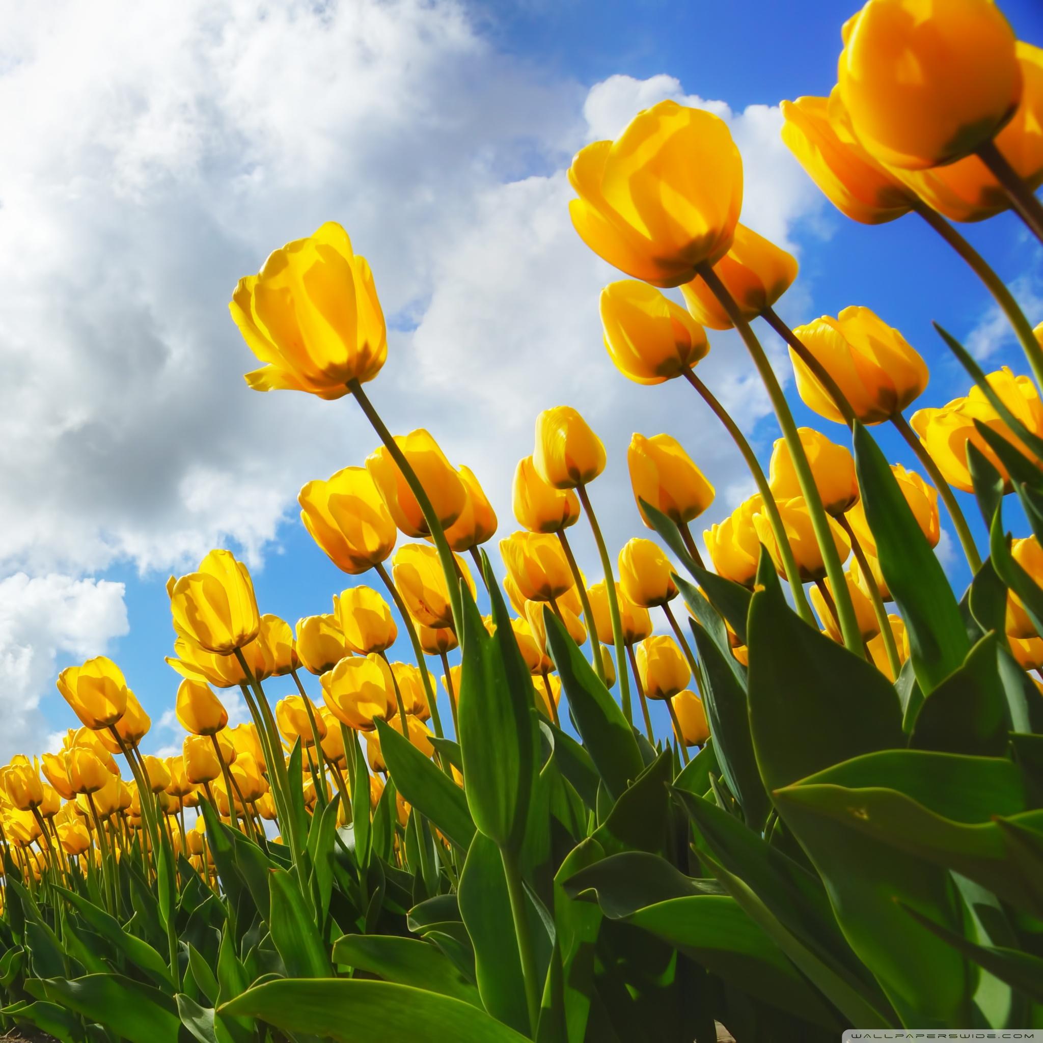 Spring iPad Wallpapers - Top Free Spring iPad Backgrounds - WallpaperAccess
