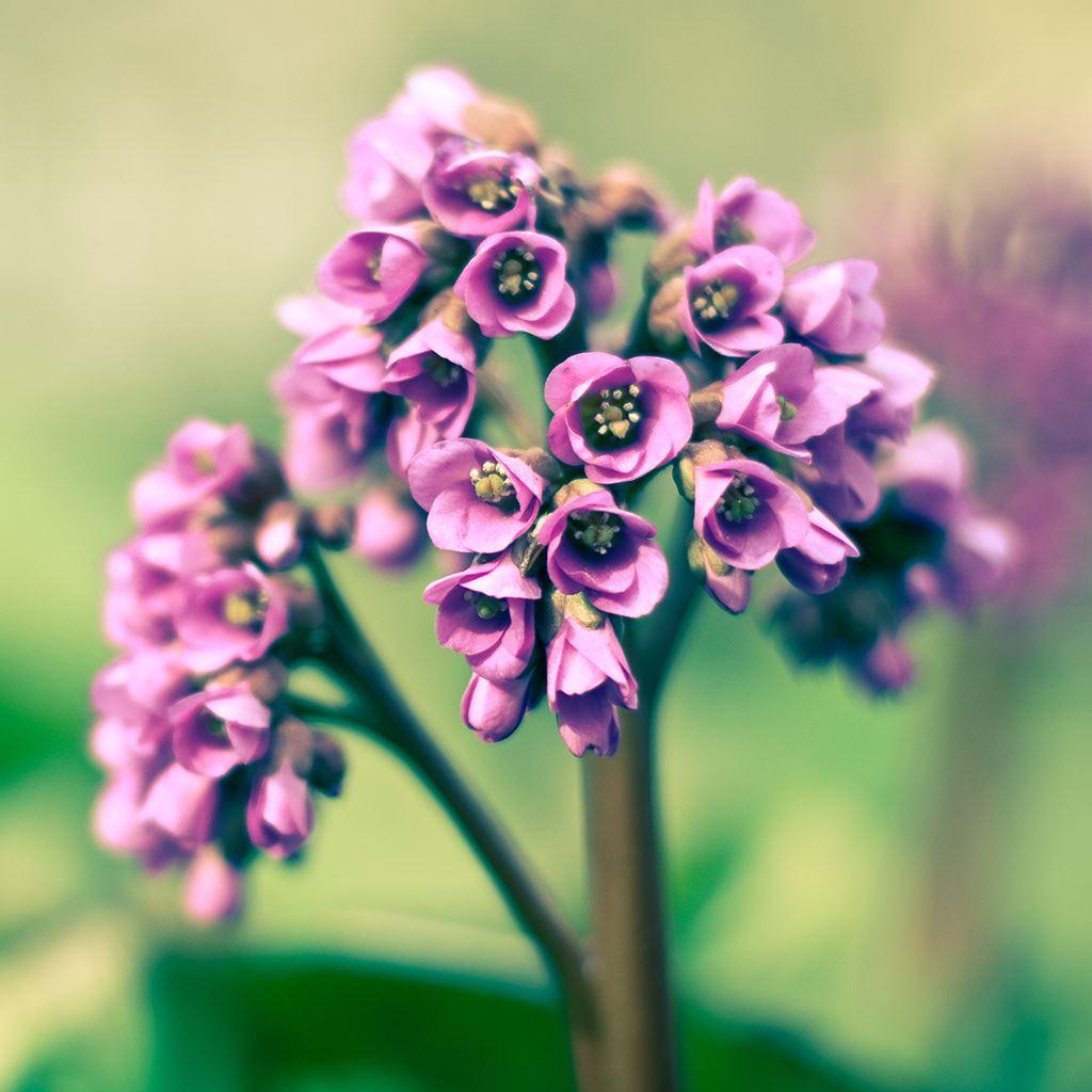 Spring iPad Wallpapers - Top Free Spring iPad Backgrounds - WallpaperAccess