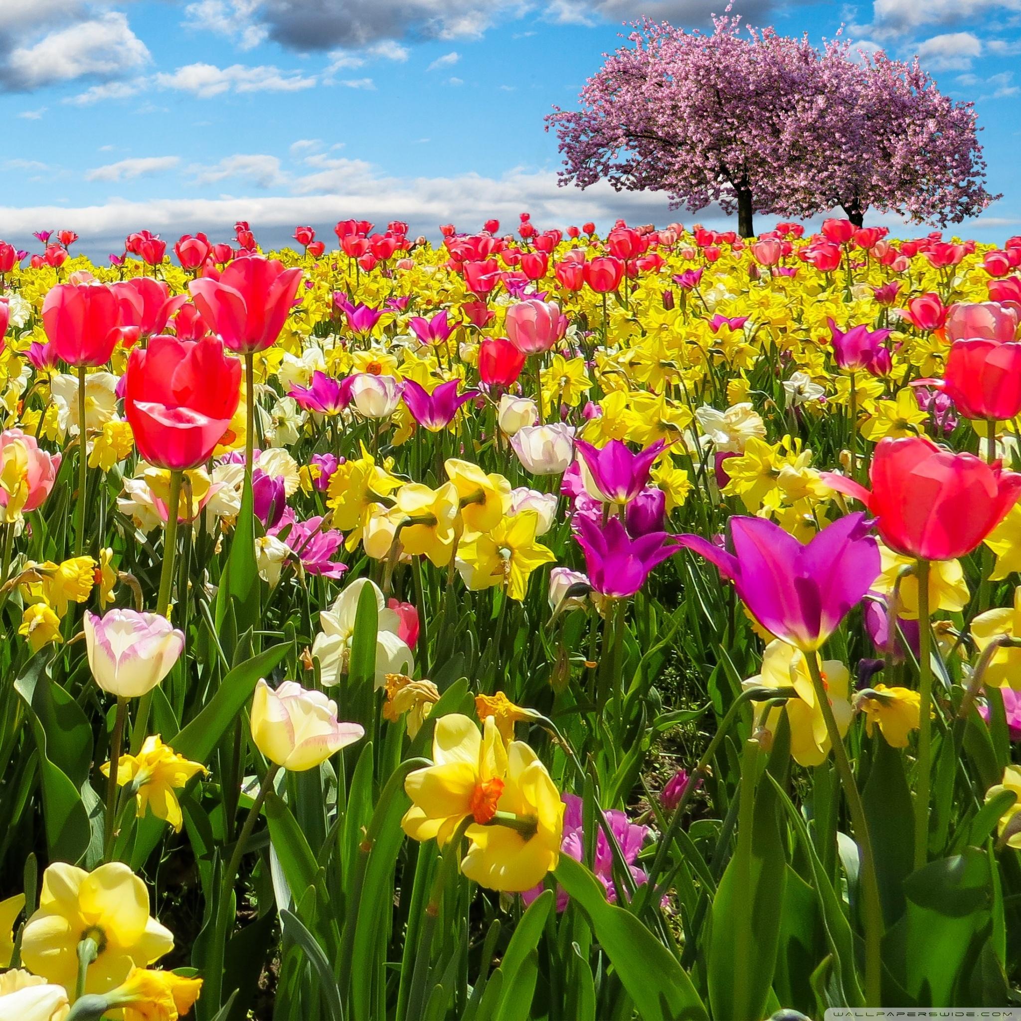 Spring iPad Wallpapers - Top Free Spring iPad Backgrounds - WallpaperAccess