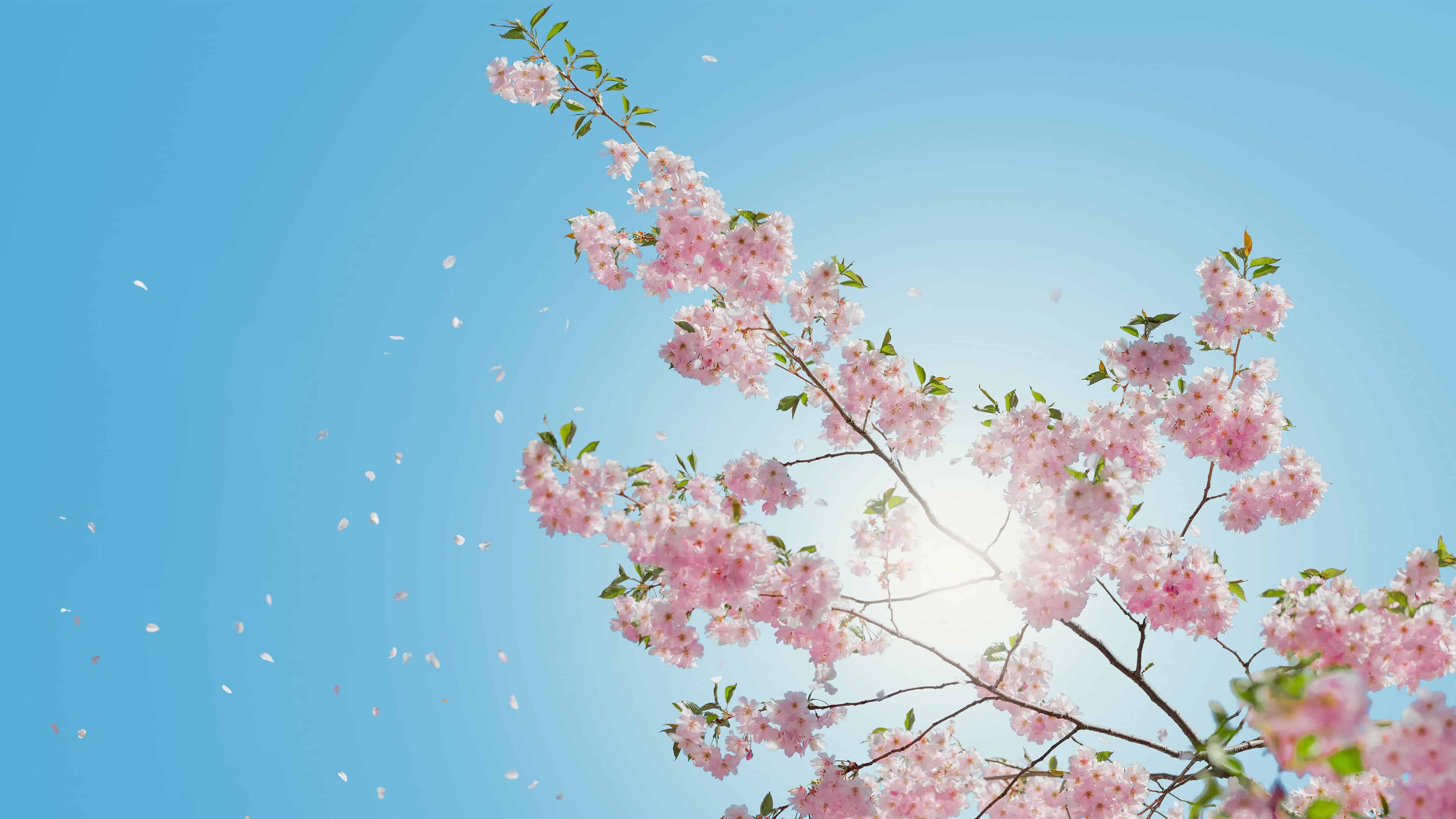 8K Sakura Wallpapers - Top Free 8K Sakura Backgrounds - WallpaperAccess