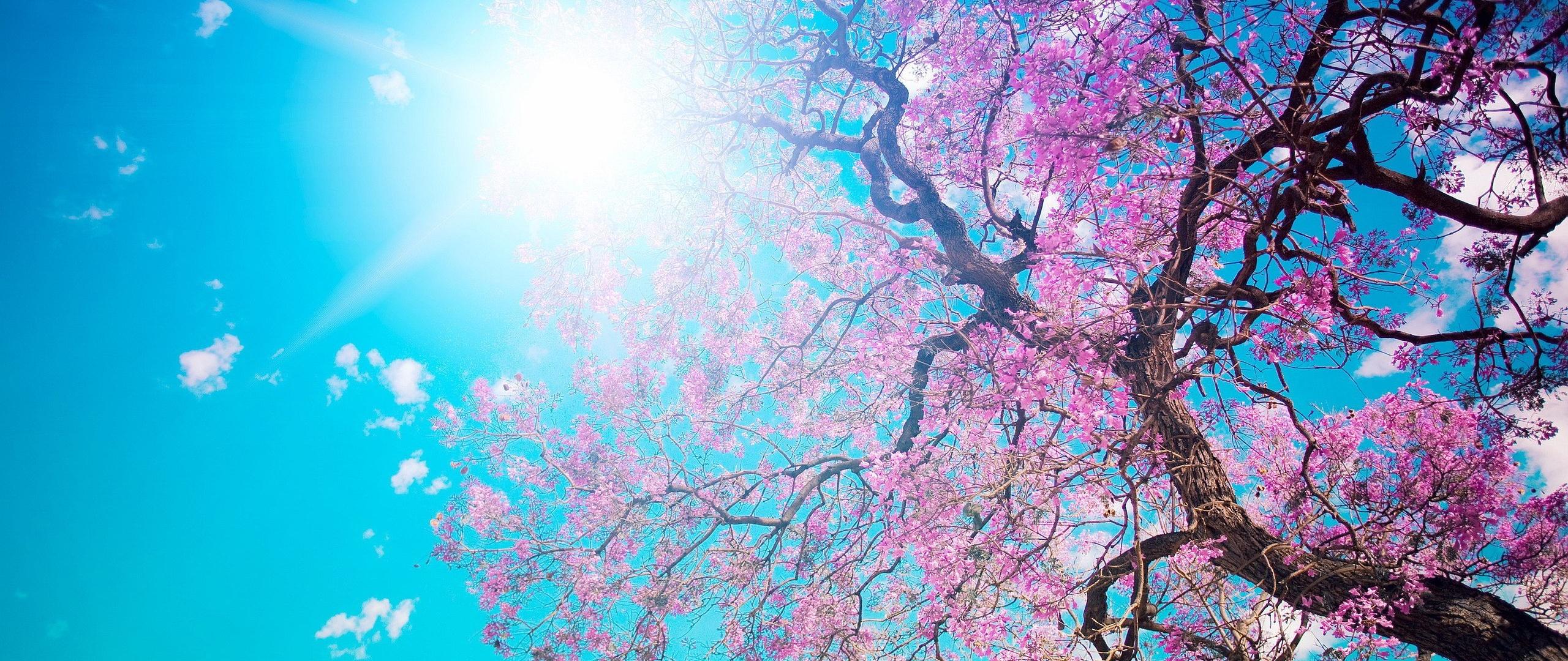 8K Sakura Wallpapers - Top Free 8K Sakura Backgrounds - WallpaperAccess