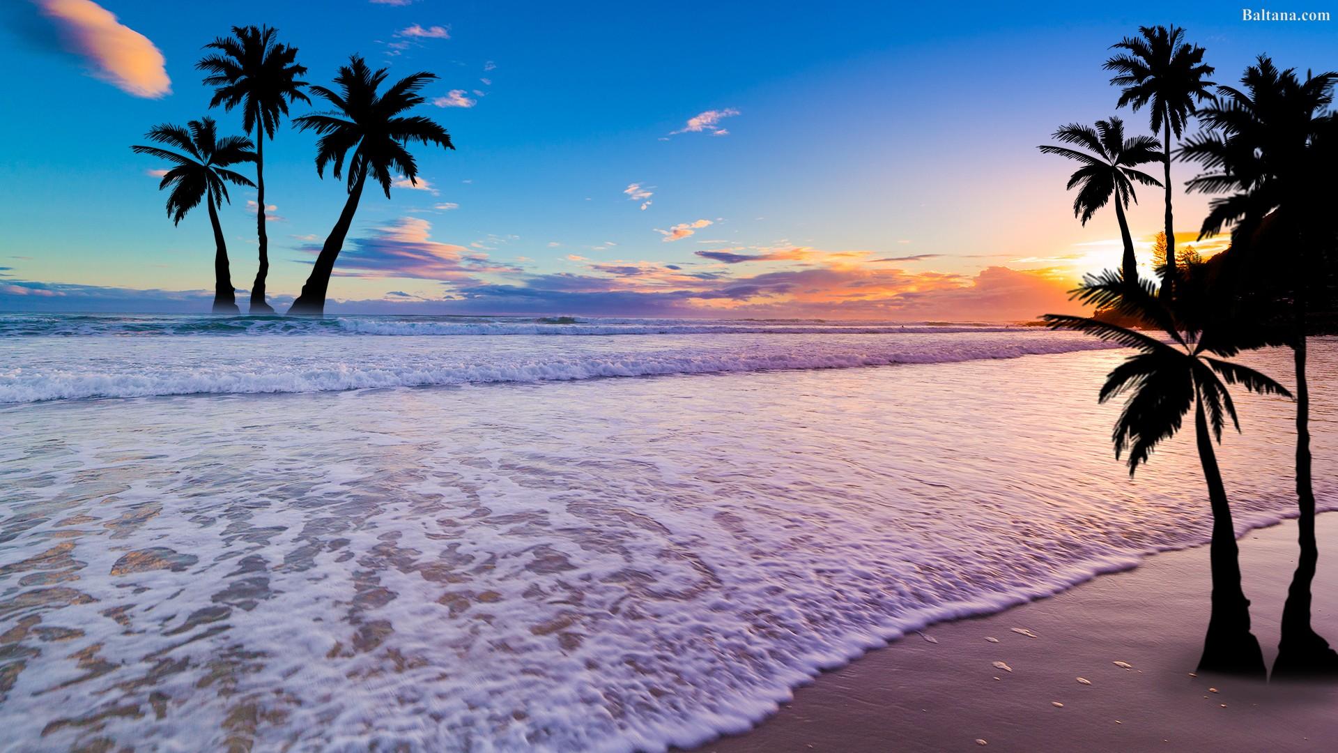 Cute Palm Tree Wallpapers - Top Free Cute Palm Tree Backgrounds ...