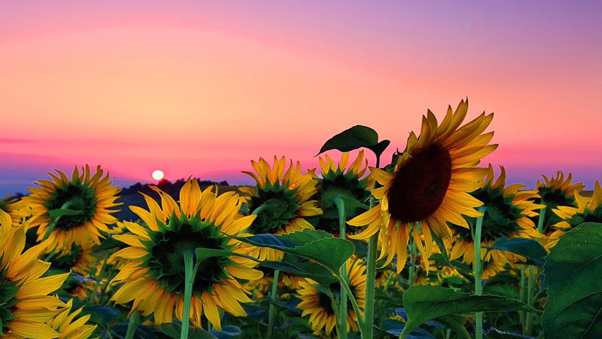 Pink Sunflower Desktop Wallpapers - Top Free Pink Sunflower Desktop ...
