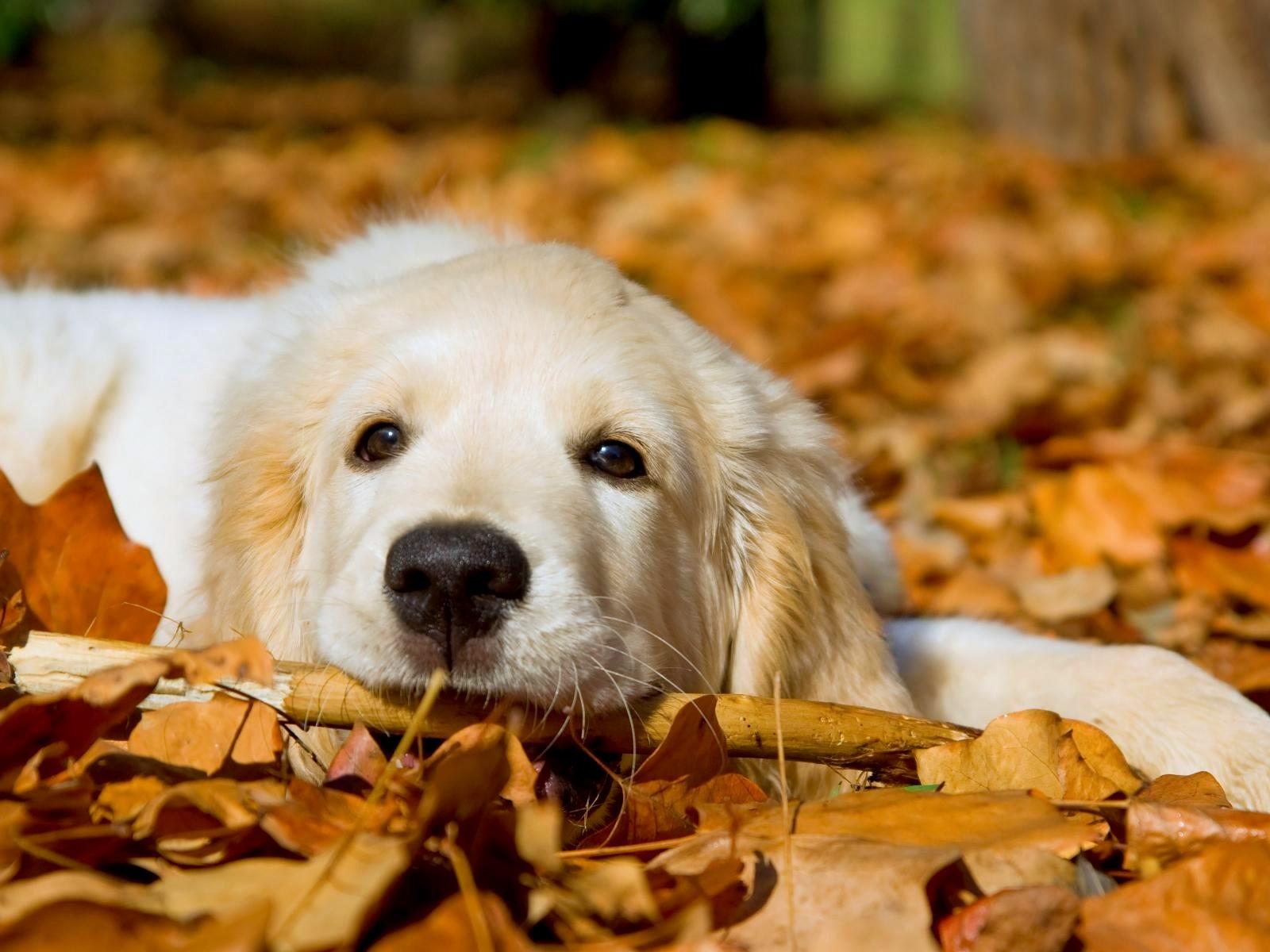 Cute Dog Thanksgiving Wallpapers - Top Free Cute Dog Thanksgiving ...