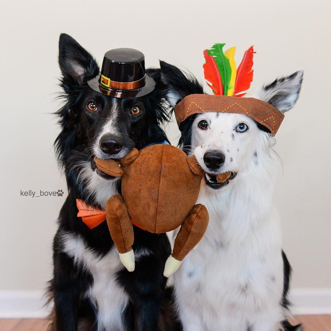 Cute Dog Thanksgiving Wallpapers - Top Free Cute Dog Thanksgiving ...