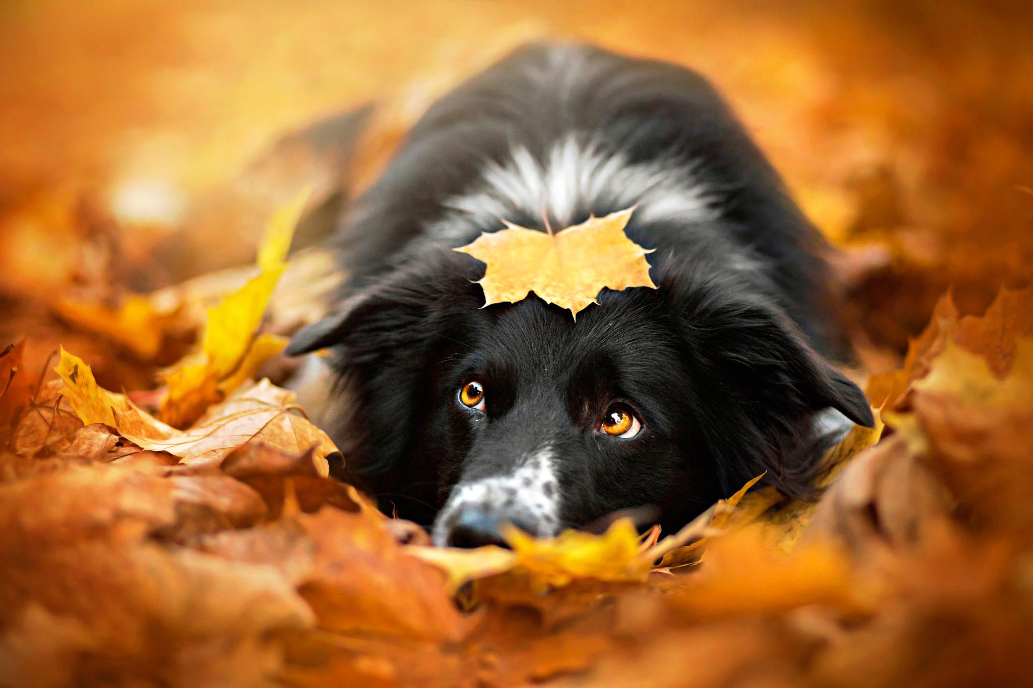 Autumn Kittens and Puppies Wallpapers - Top Free Autumn Kittens and Puppies Backgrounds ...