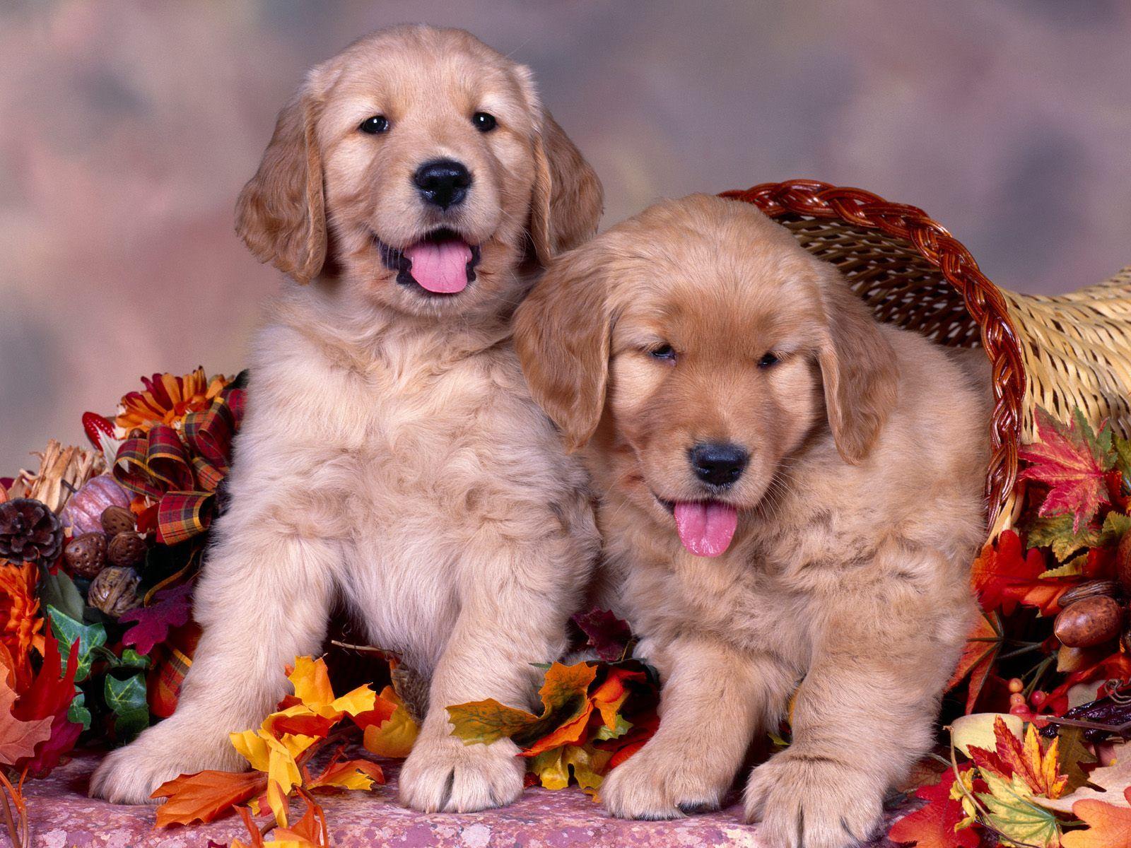 Cute Dog Thanksgiving Wallpapers - Top Free Cute Dog Thanksgiving ...