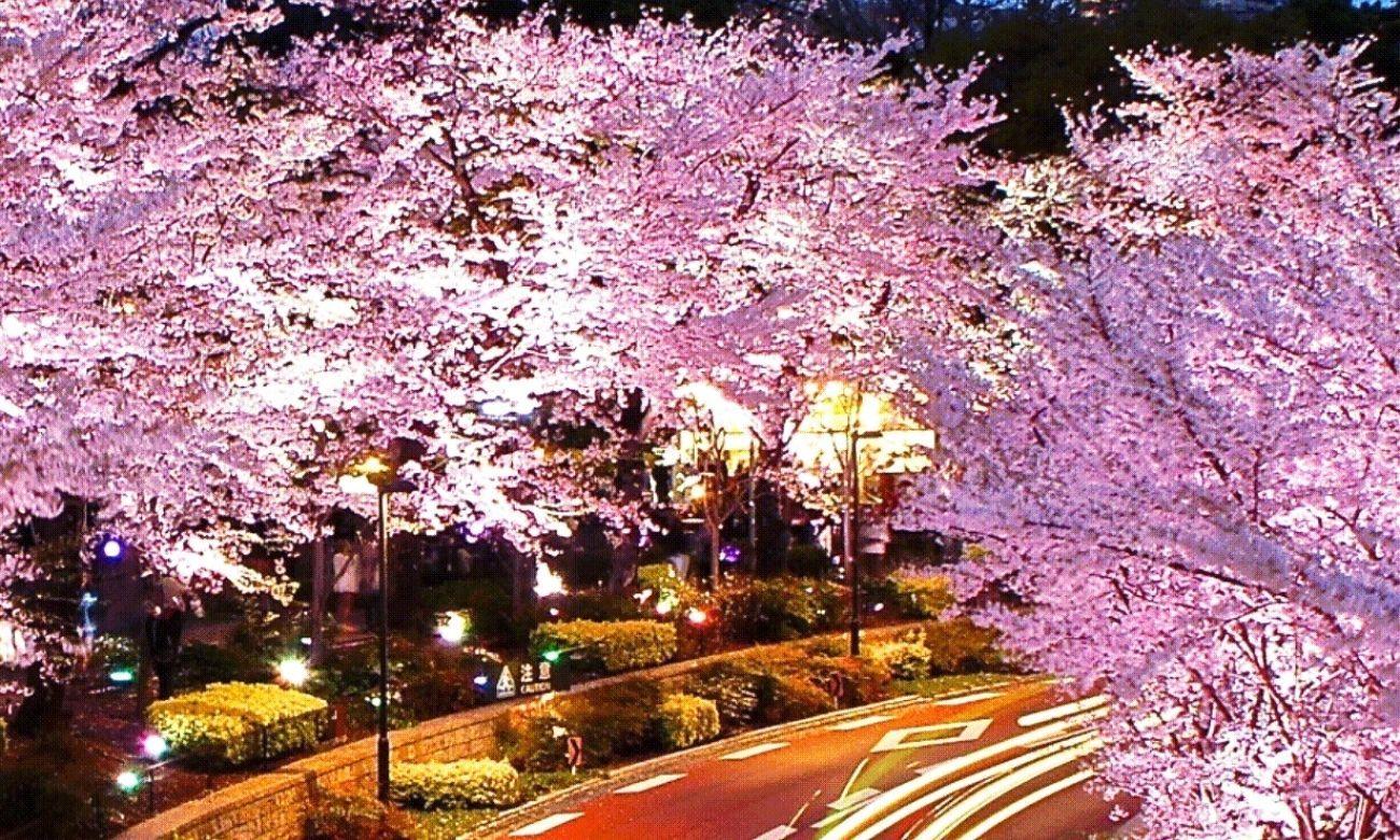 8K Sakura Wallpapers - Top Free 8K Sakura Backgrounds - WallpaperAccess