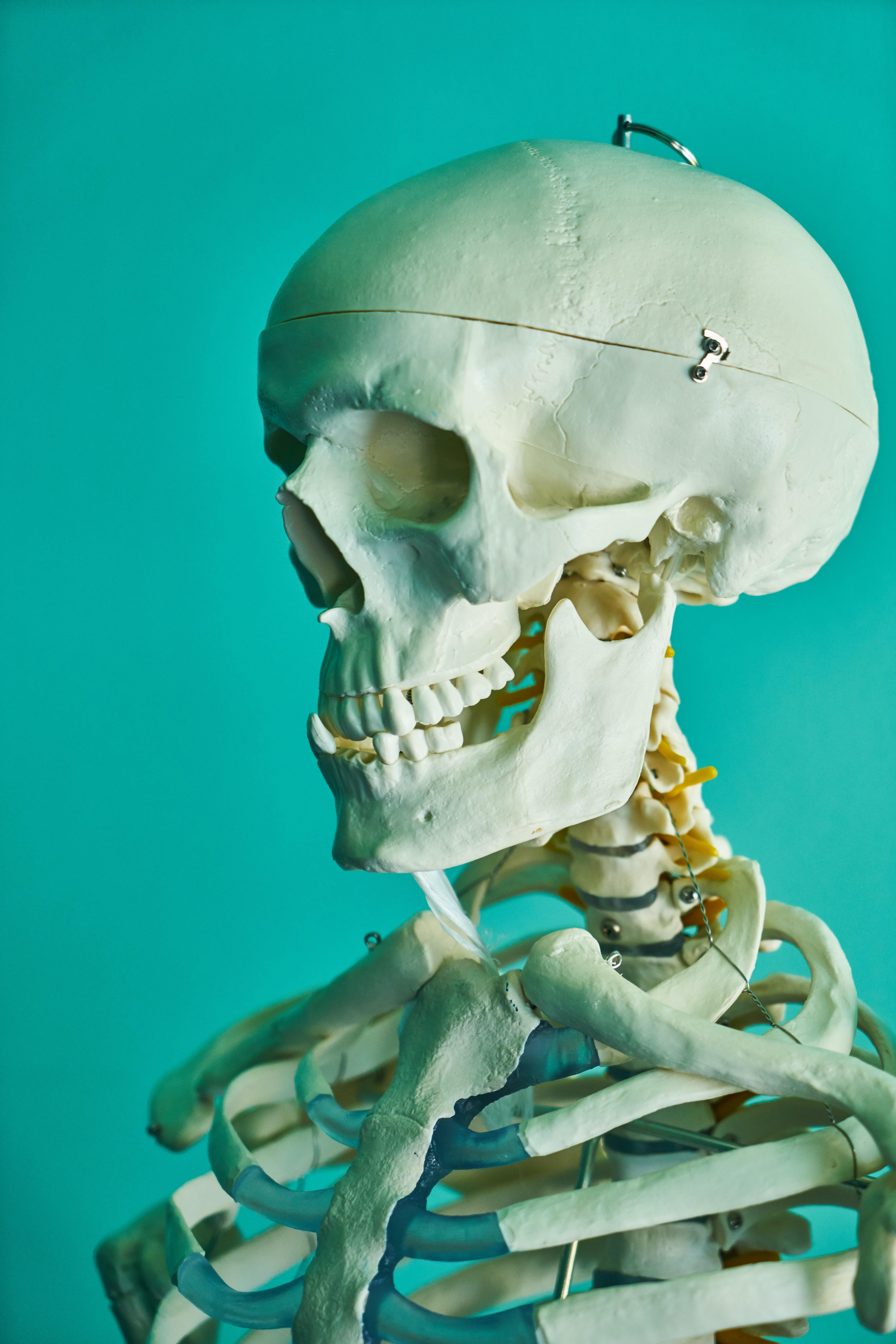 Skeleton Anatomy Wallpapers - Top Free Skeleton Anatomy Backgrounds ...