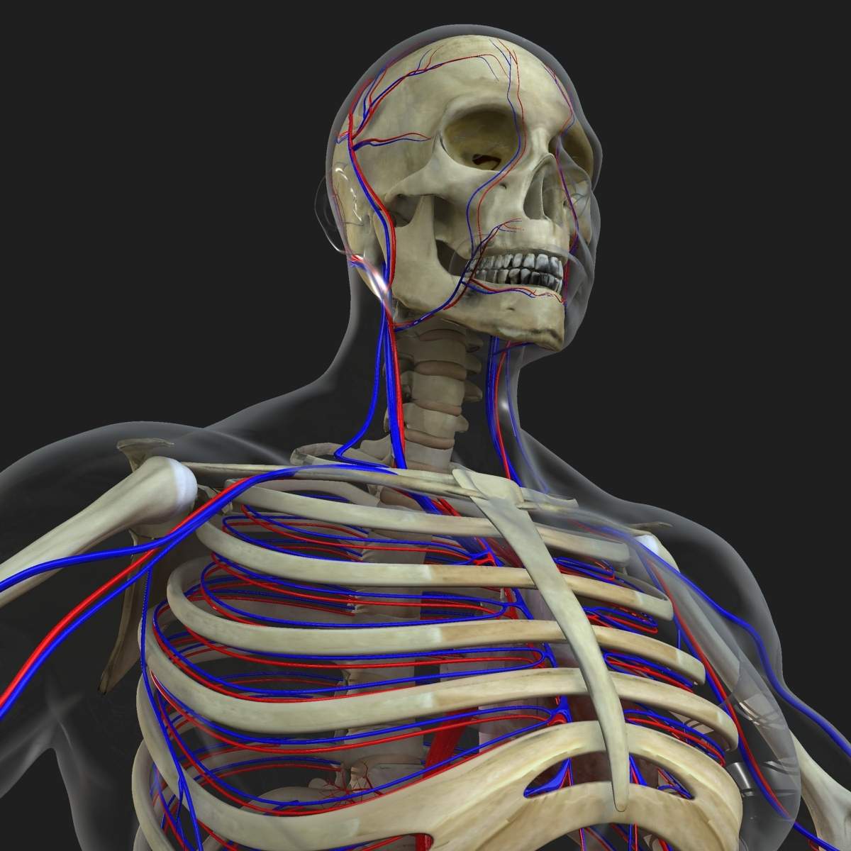 Circulatory System Wallpapers - Top Free Circulatory System Backgrounds ...