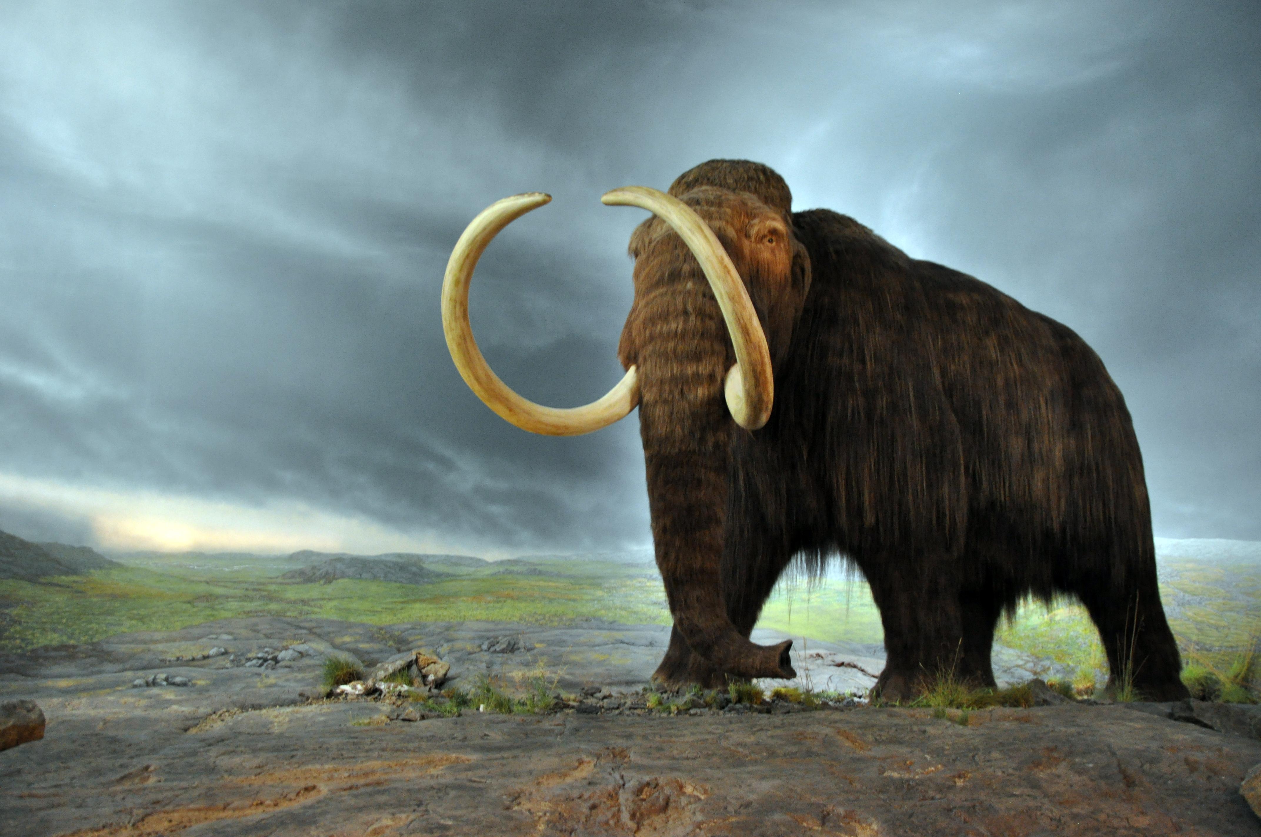 Mammoth HD Wallpapers - Top Free Mammoth HD Backgrounds - WallpaperAccess