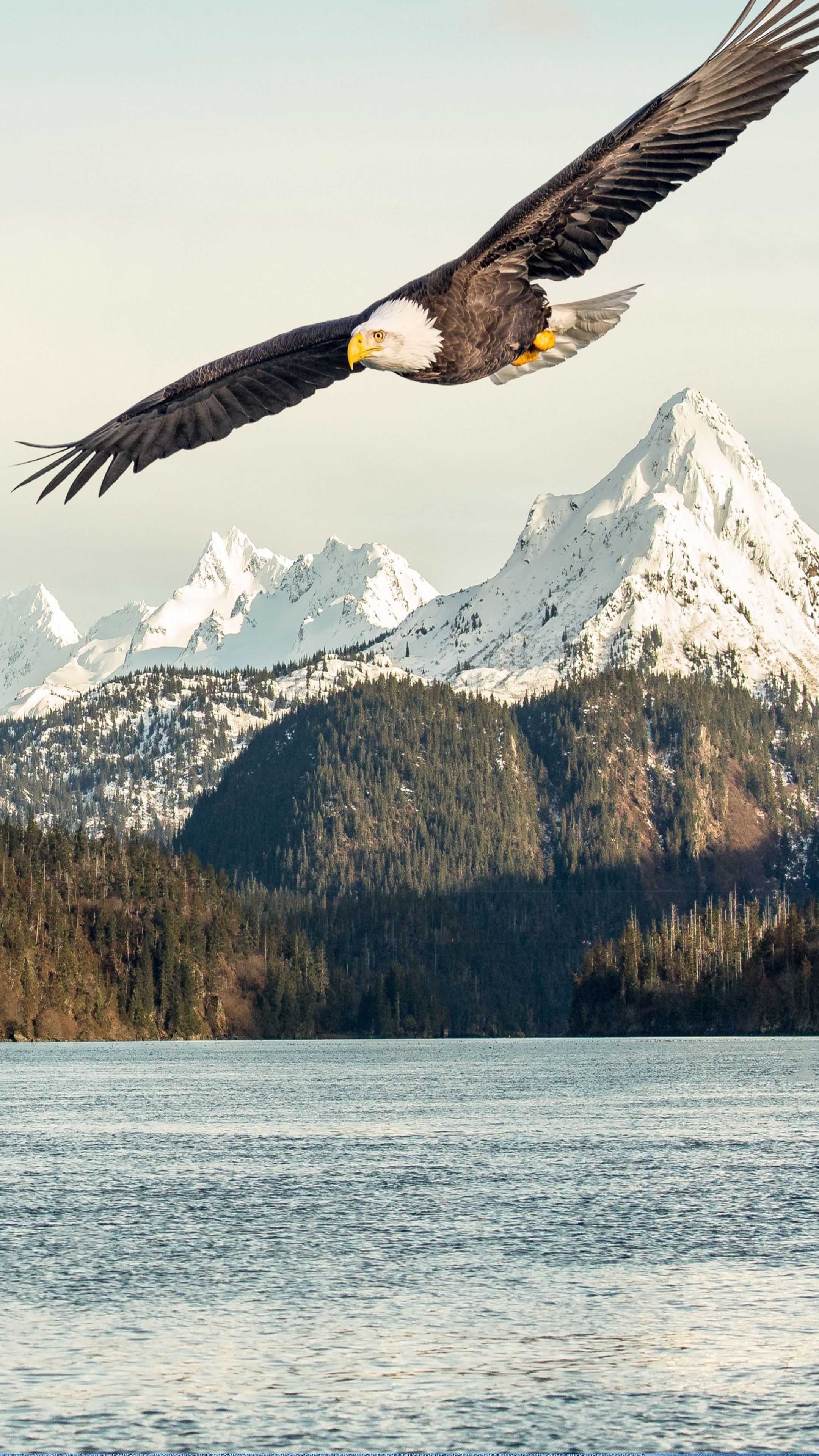 4K Bald Eagle Wallpapers - Top Free 4K Bald Eagle Backgrounds ...