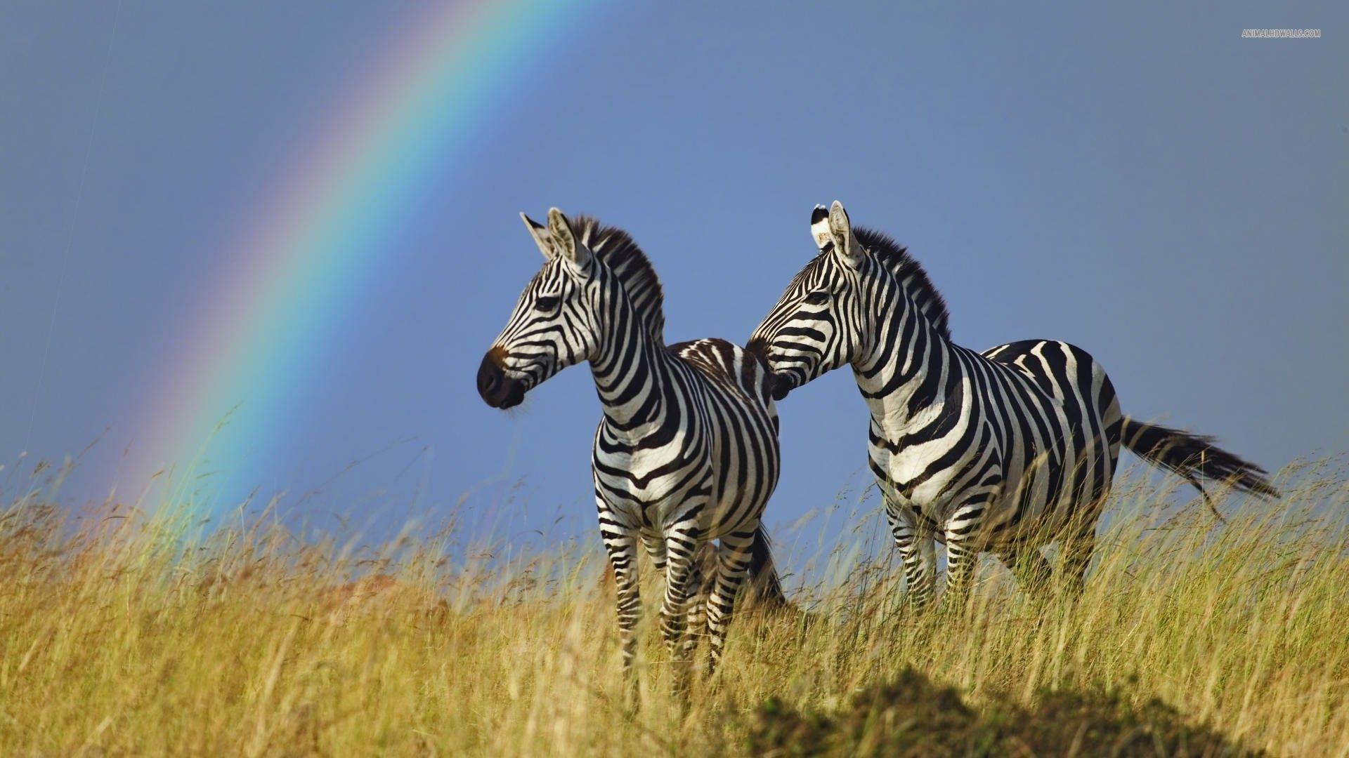 Zebra Desktop Wallpapers - Top Free Zebra Desktop Backgrounds ...