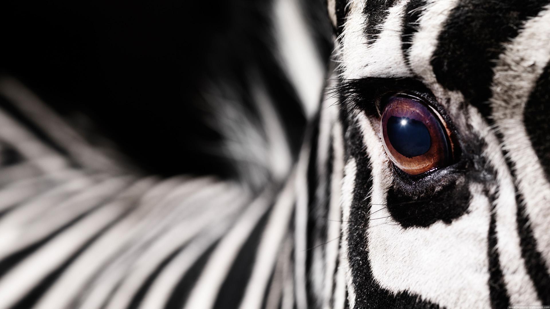 Zebra Desktop Wallpapers - Top Free Zebra Desktop Backgrounds ...