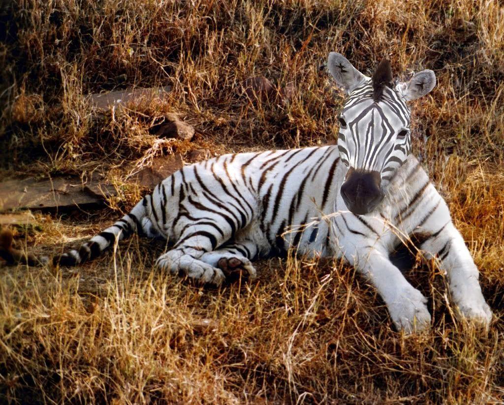 Zebra Desktop Wallpapers - Top Free Zebra Desktop Backgrounds ...