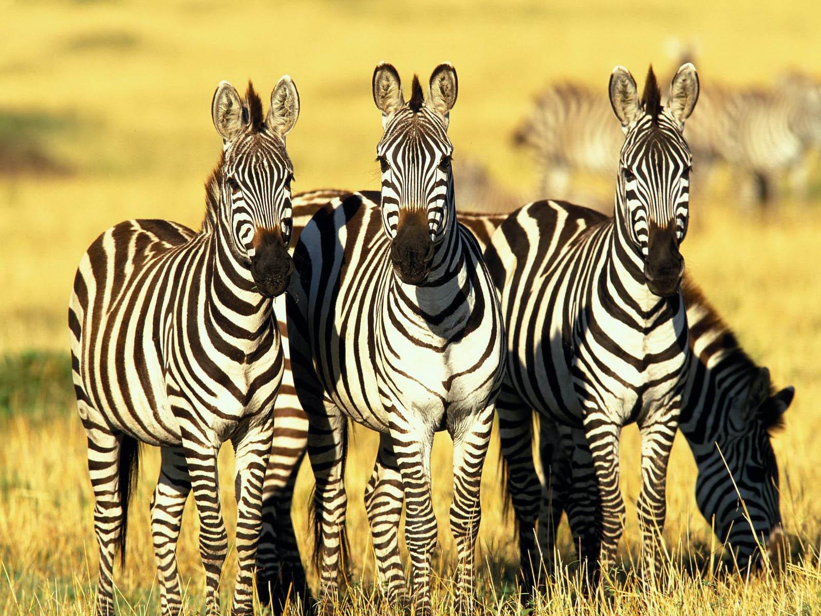 Zebra Desktop Wallpapers - Top Free Zebra Desktop Backgrounds ...
