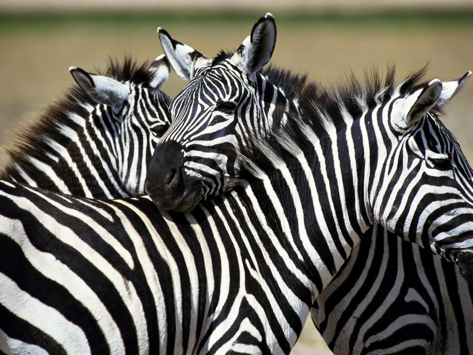 Zebra Desktop Wallpapers - Top Free Zebra Desktop Backgrounds ...