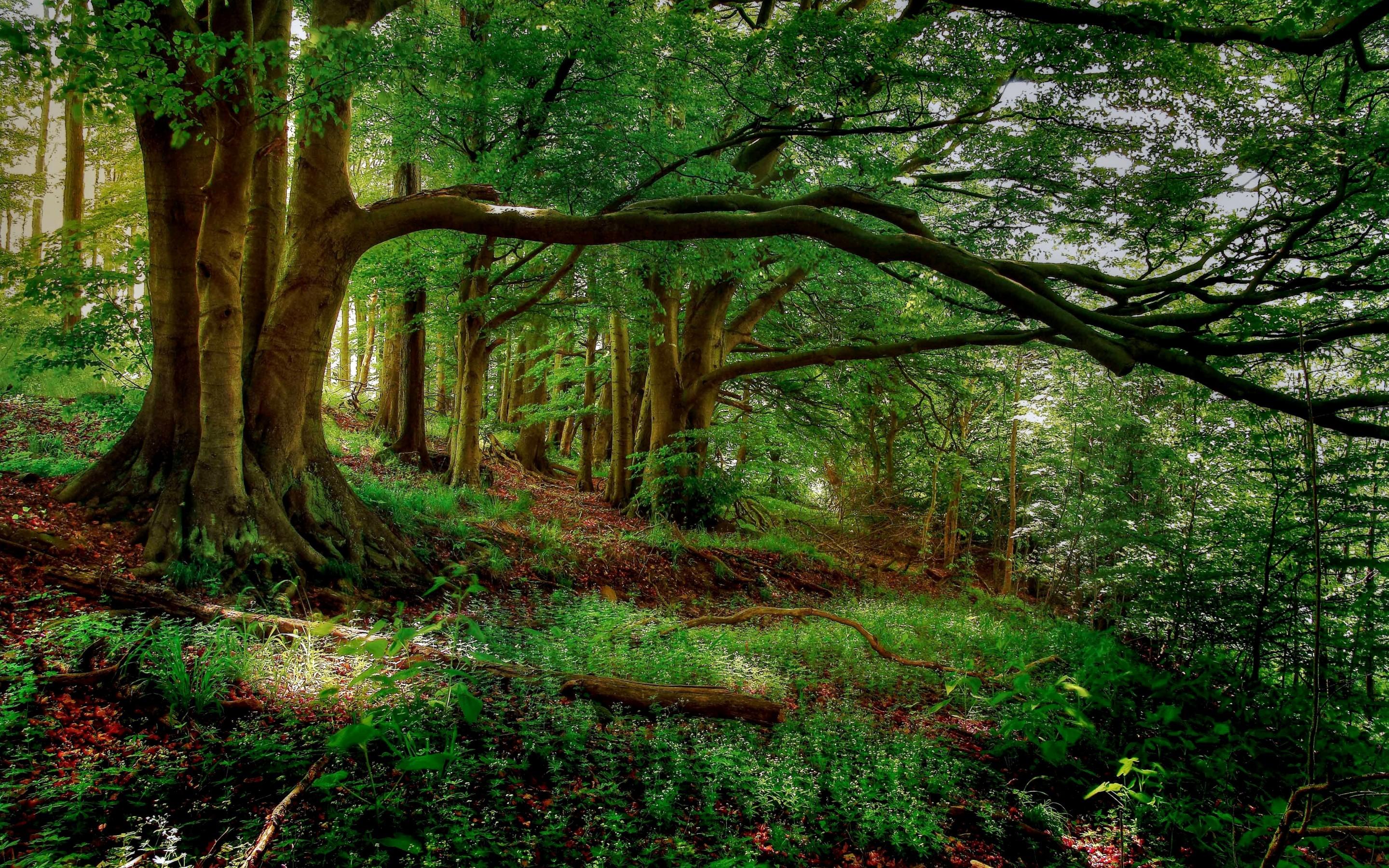 Amazing Forest Wallpapers - Top Free Amazing Forest Backgrounds ...