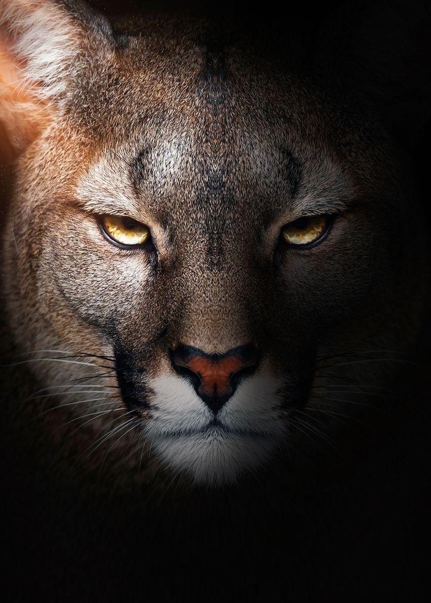 Angry Face Wallpapers - Top Free Angry Face Backgrounds - WallpaperAccess