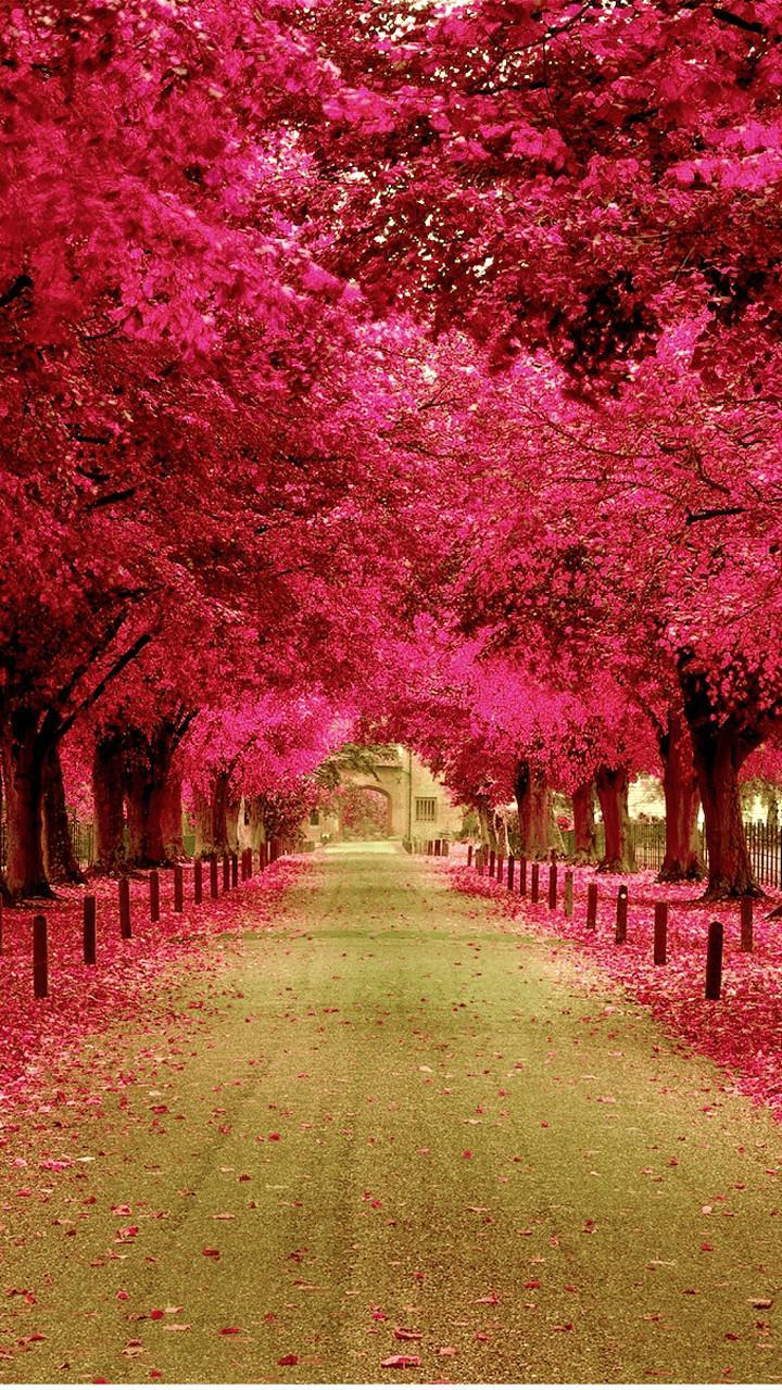 Flower Road Wallpapers - Top Free Flower Road Backgrounds - WallpaperAccess