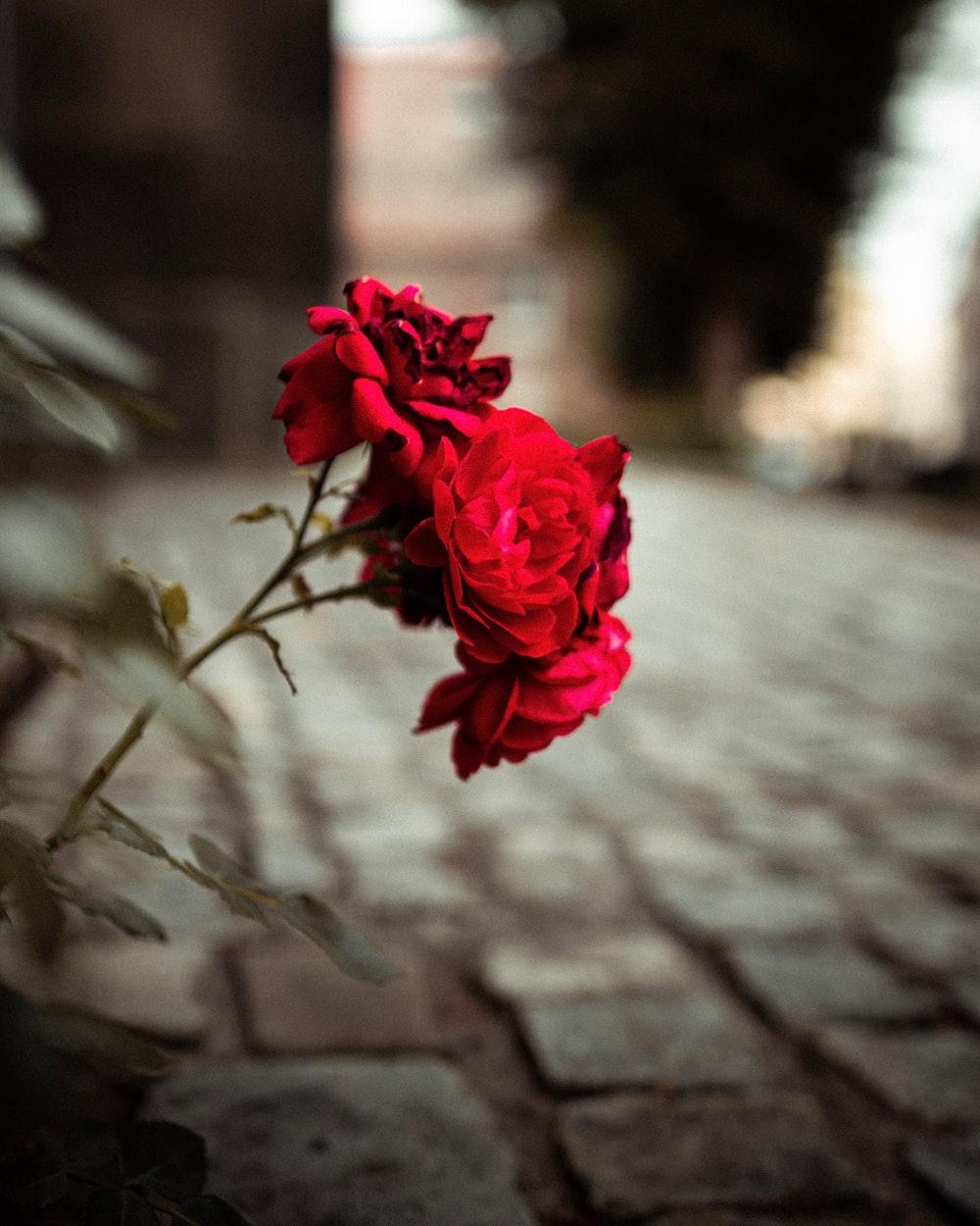 Flower Road Wallpapers - Top Free Flower Road Backgrounds - WallpaperAccess