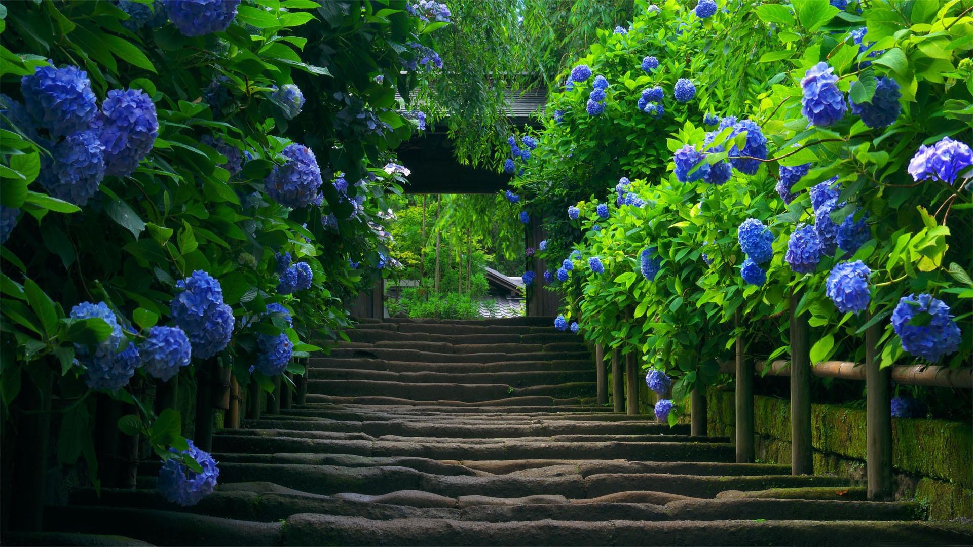 Flower Road Wallpapers - Top Free Flower Road Backgrounds - WallpaperAccess