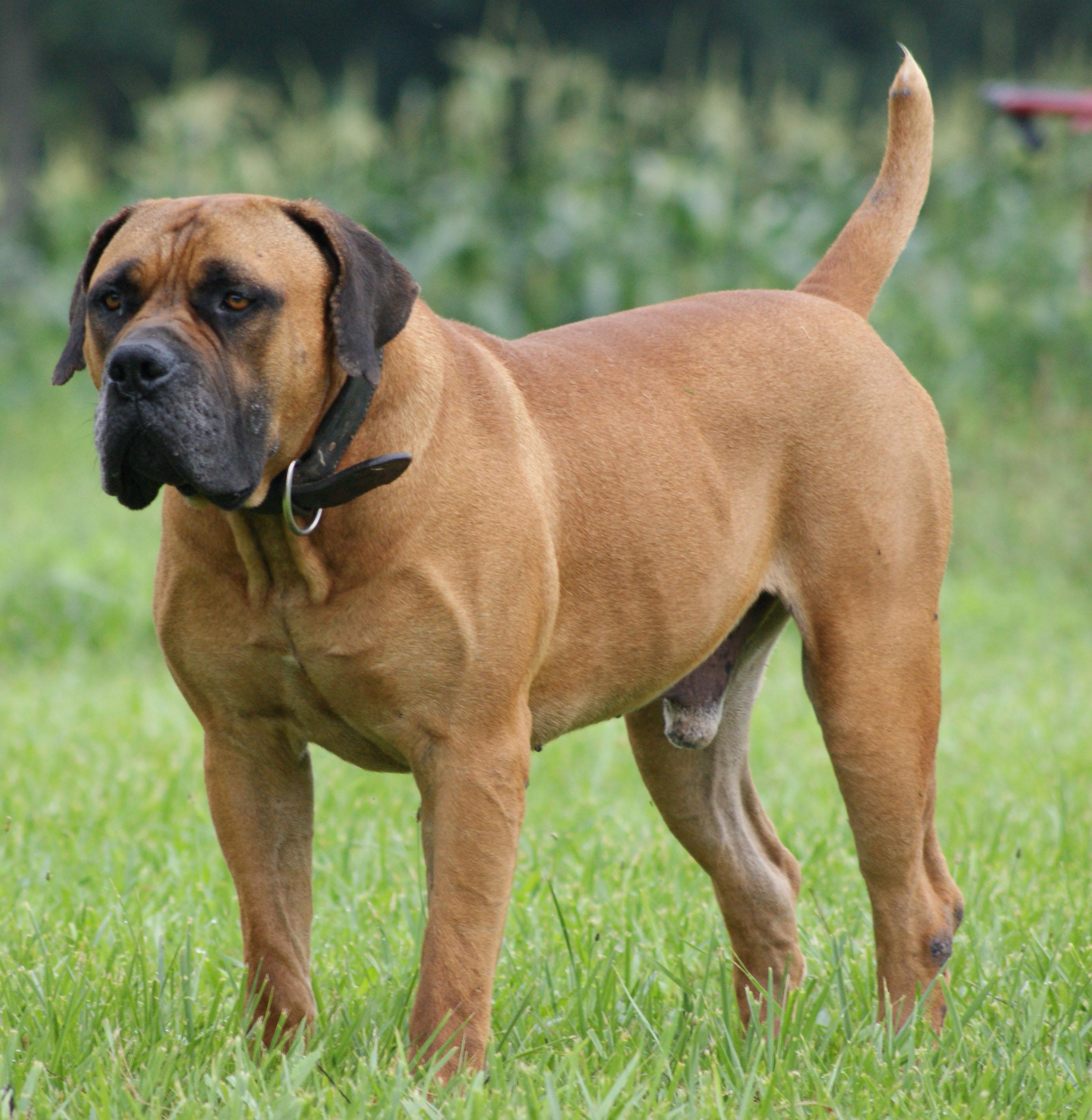 Boerboel Wallpapers - Top Free Boerboel Backgrounds - WallpaperAccess