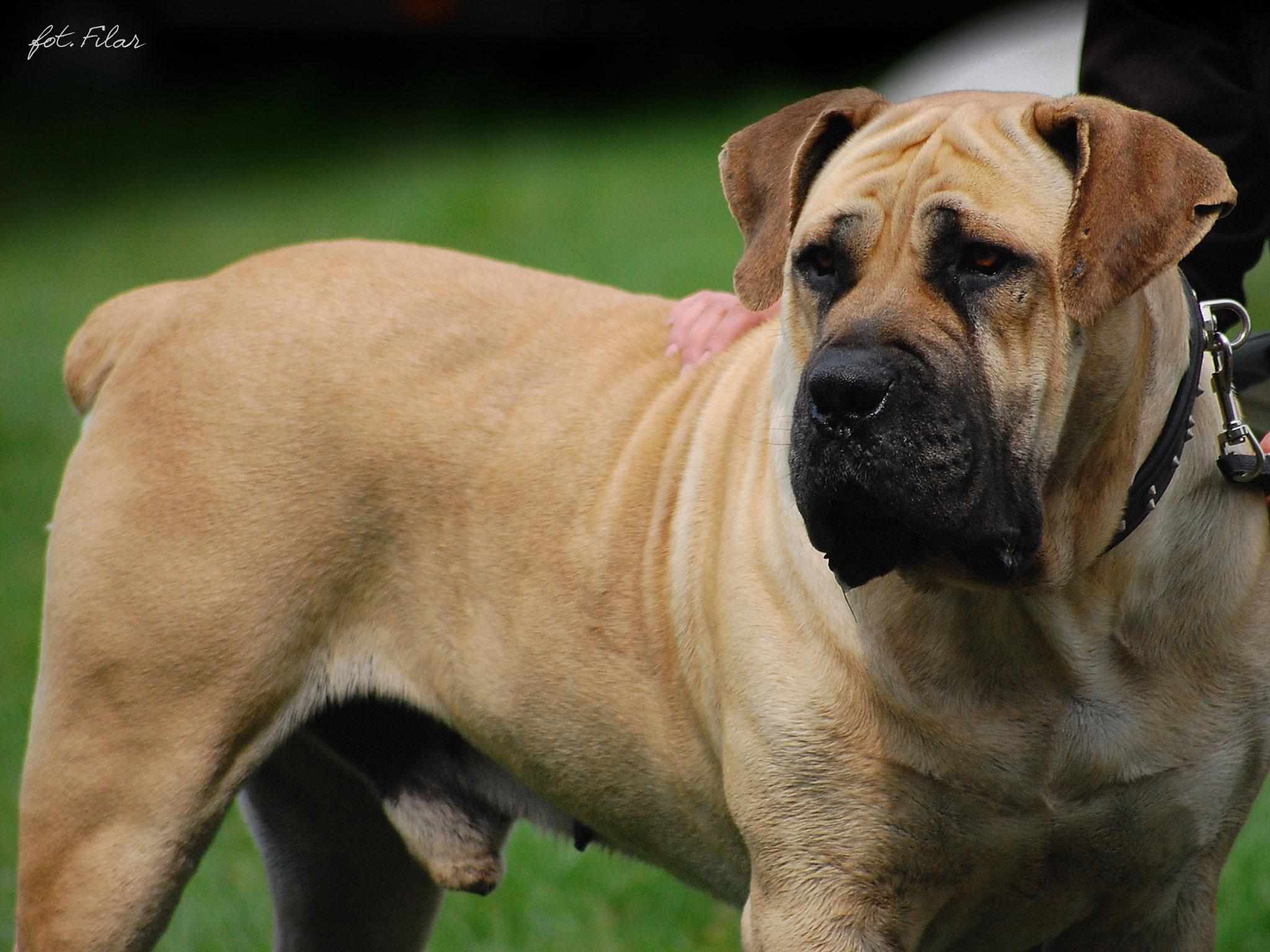 Boerboel Wallpapers - Top Free Boerboel Backgrounds - WallpaperAccess