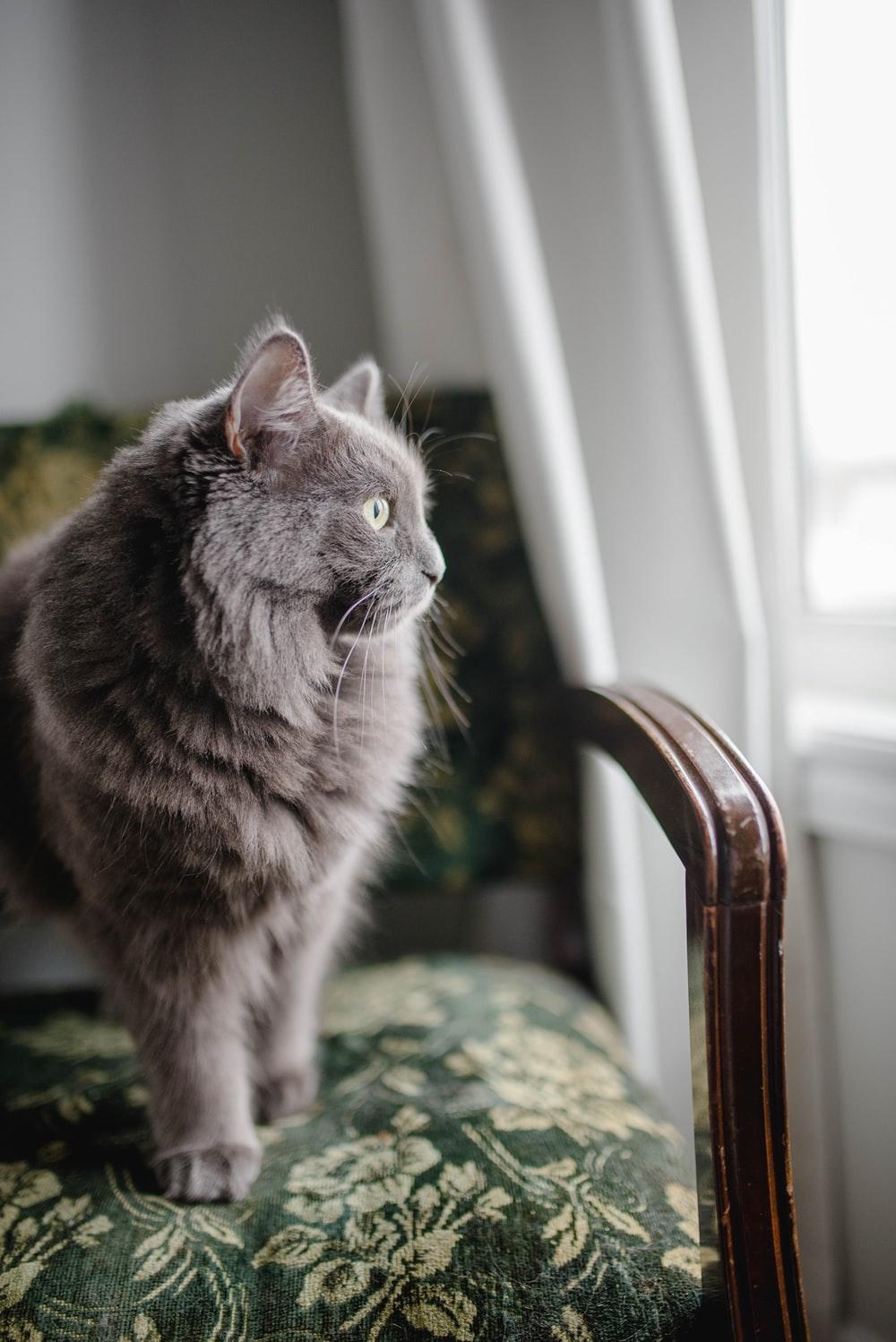 Grey Cat Wallpapers - Top Free Grey Cat Backgrounds - WallpaperAccess
