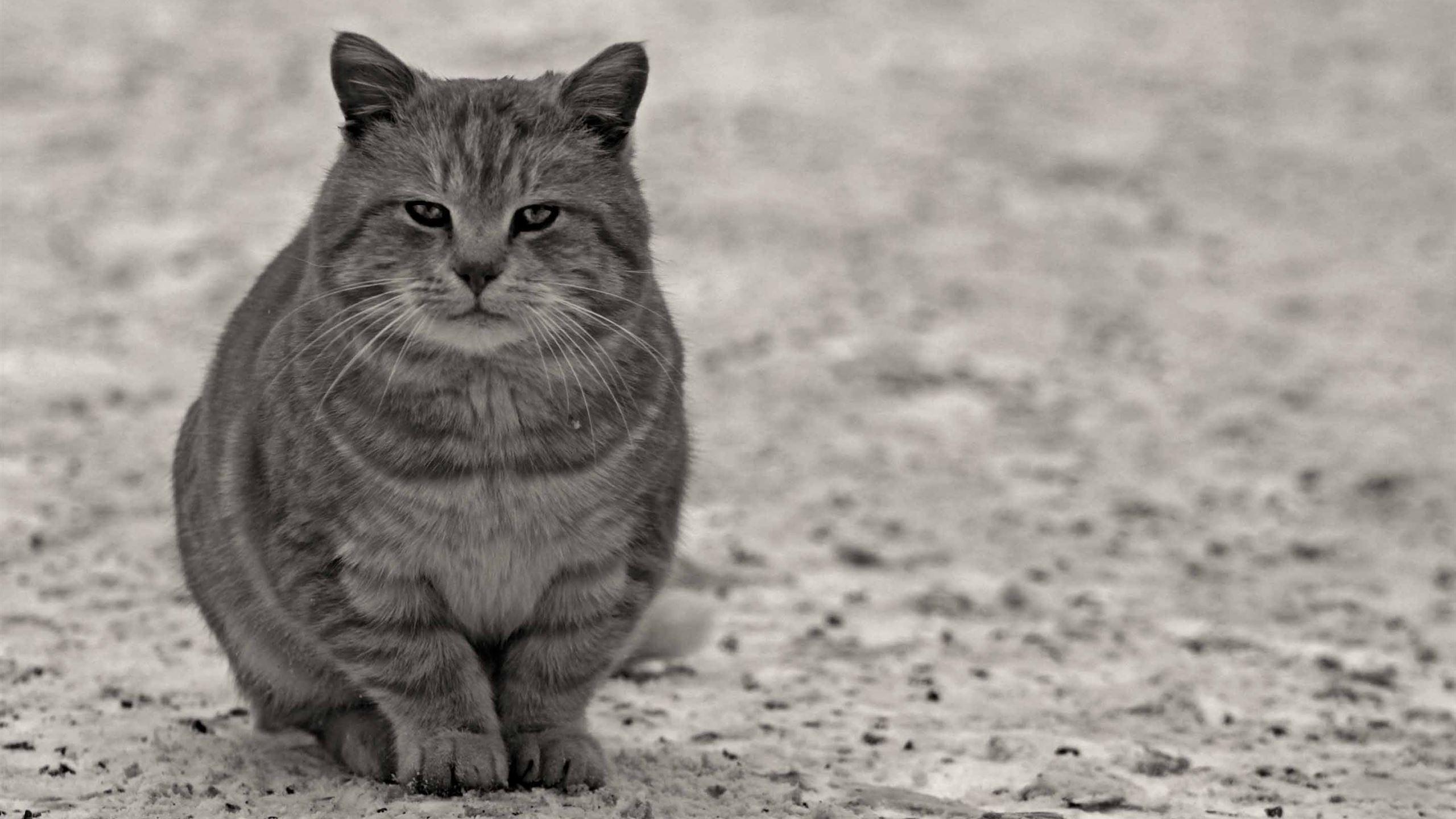 Grey Cat Wallpapers - Top Free Grey Cat Backgrounds - WallpaperAccess