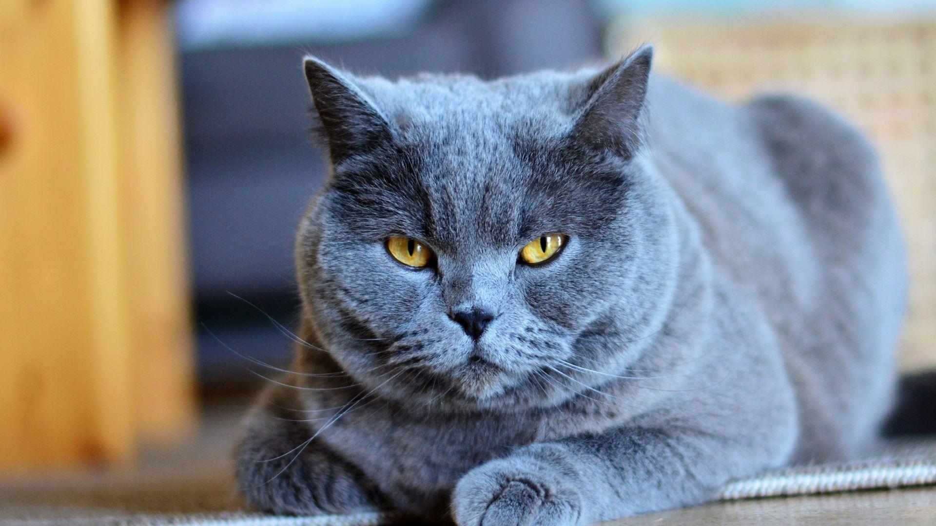 Grey Cat Wallpapers - Top Free Grey Cat Backgrounds - WallpaperAccess