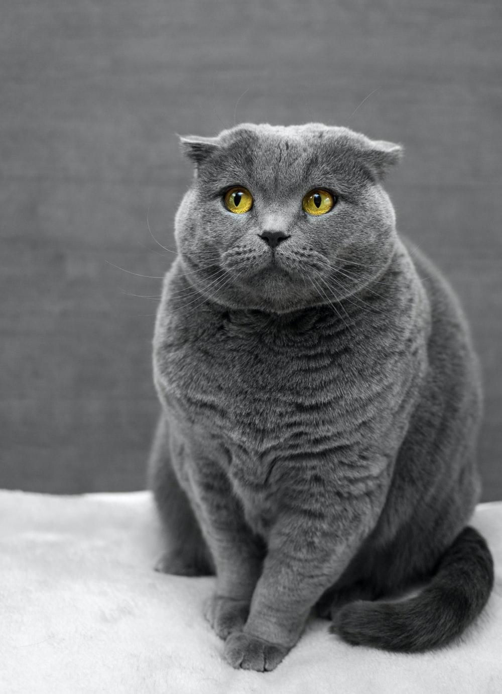 Grey Cat Wallpapers - Top Free Grey Cat Backgrounds - WallpaperAccess