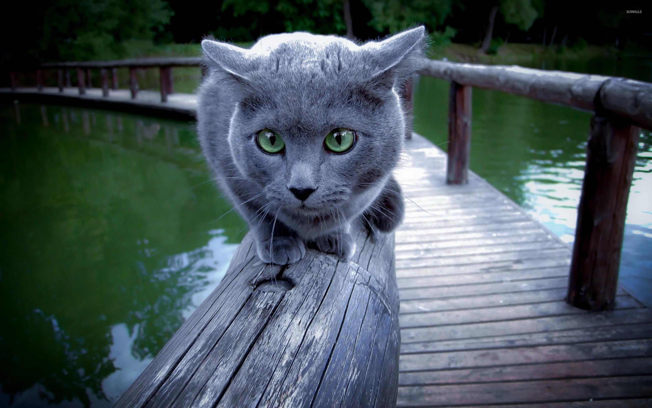 Grey Cat Wallpapers - Top Free Grey Cat Backgrounds - WallpaperAccess