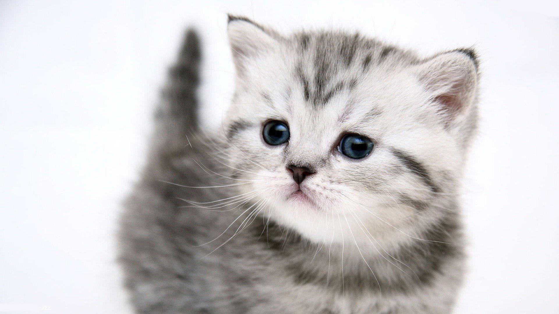 Cute Gray Cats Wallpapers - Top Free Cute Gray Cats Backgrounds ...