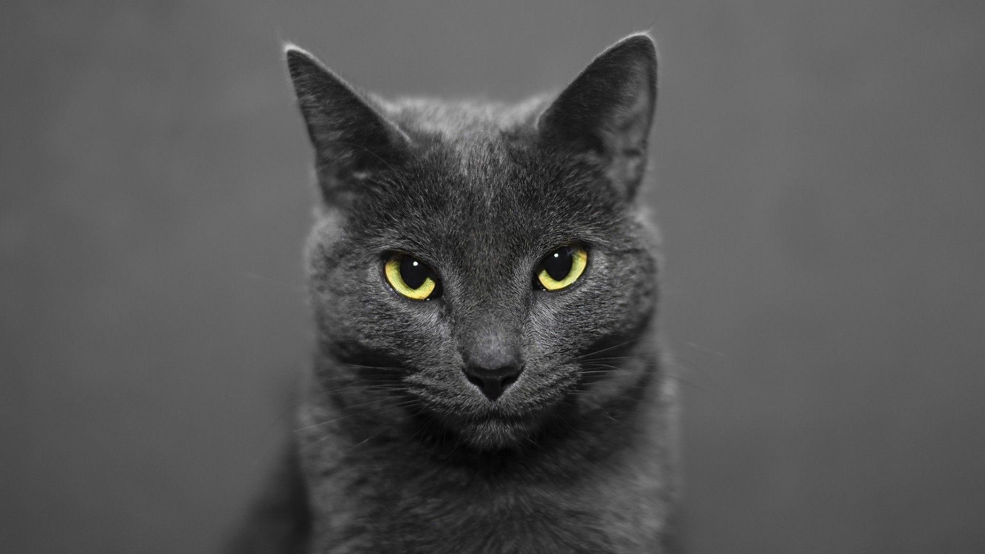 Grey Cat Wallpapers - Top Free Grey Cat Backgrounds - WallpaperAccess
