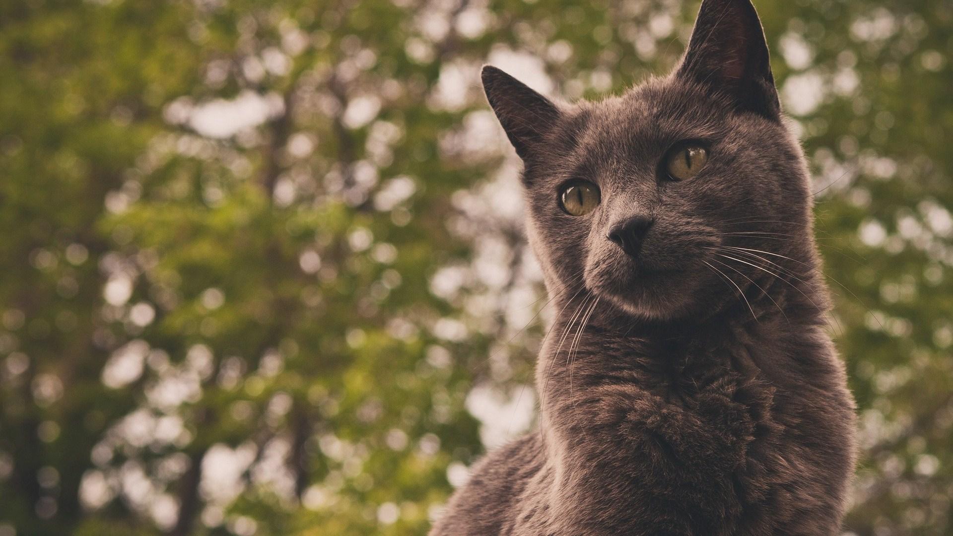 Grey Cat Wallpapers - Top Free Grey Cat Backgrounds - WallpaperAccess