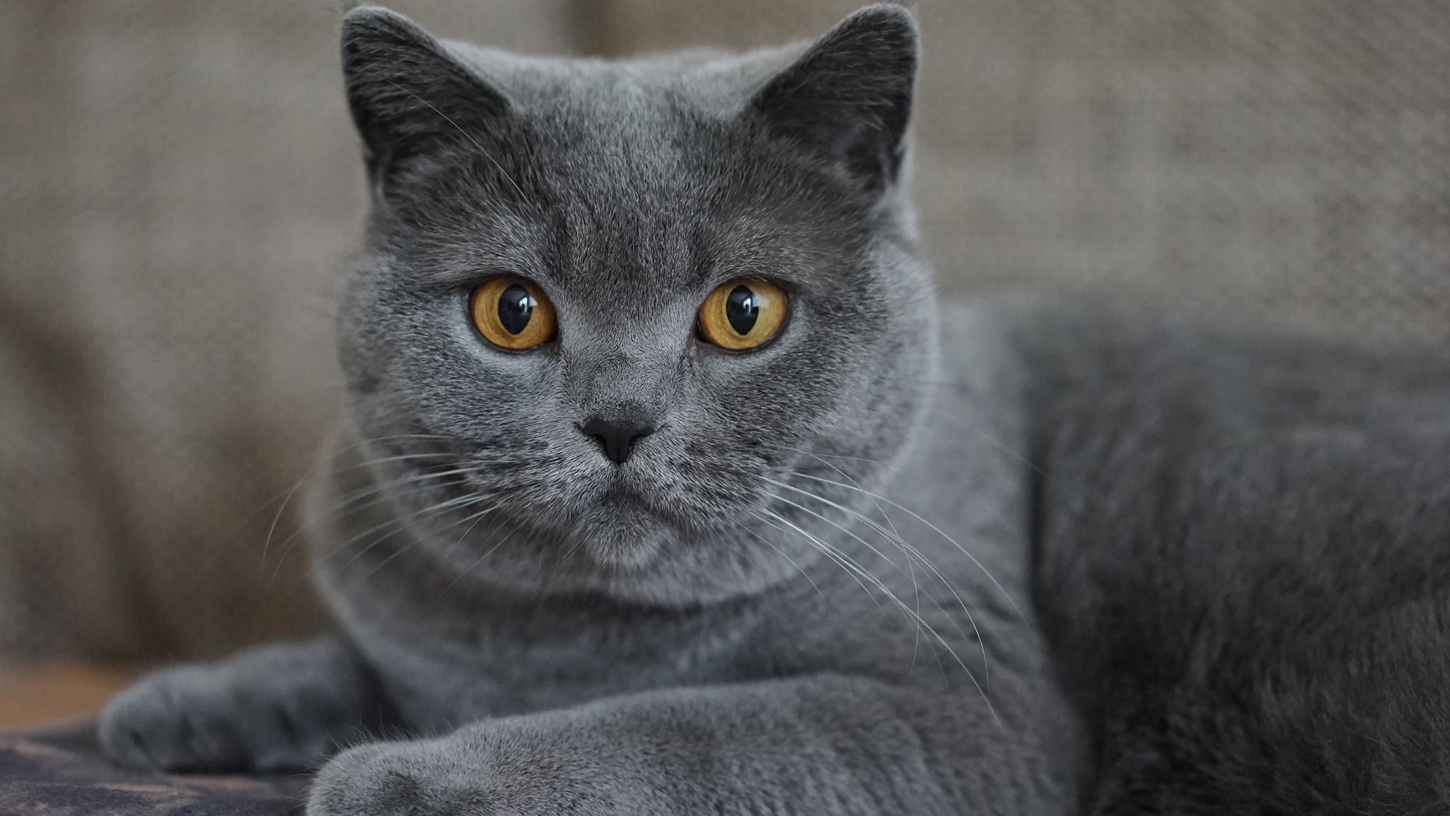 Grey Cat Wallpapers - Top Free Grey Cat Backgrounds - WallpaperAccess