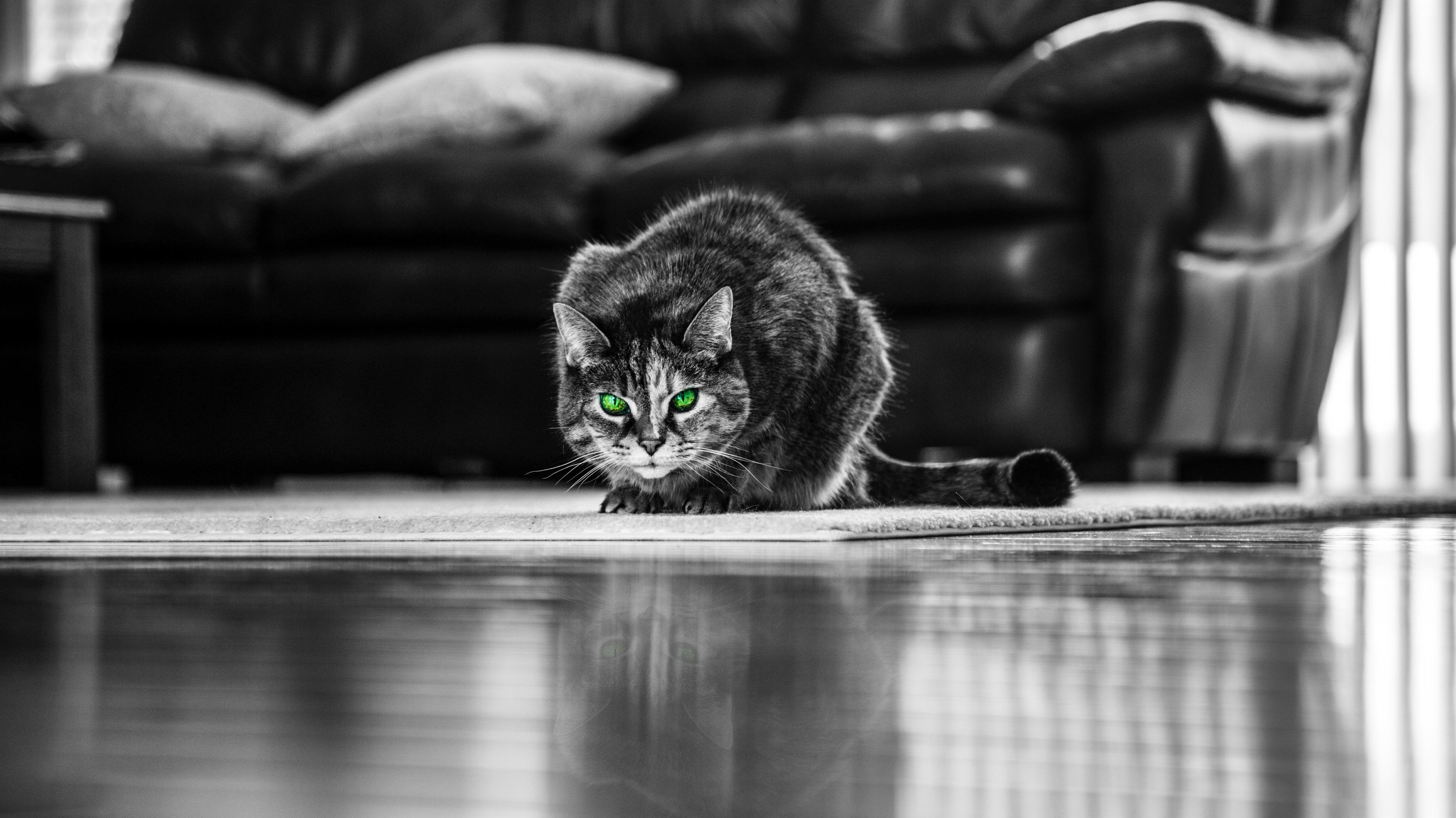 Grey Cat Wallpapers - Top Free Grey Cat Backgrounds - WallpaperAccess