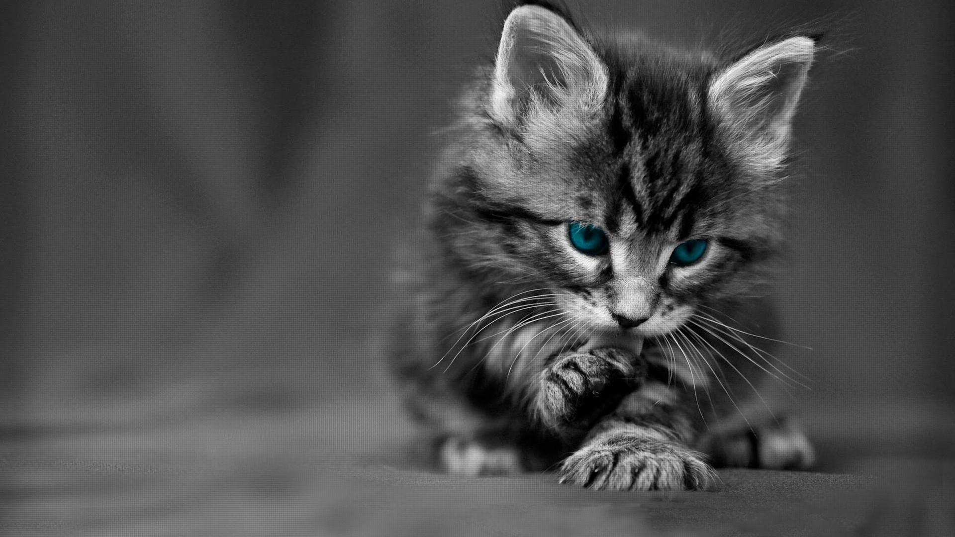 Grey Cat Wallpapers - Top Free Grey Cat Backgrounds - WallpaperAccess