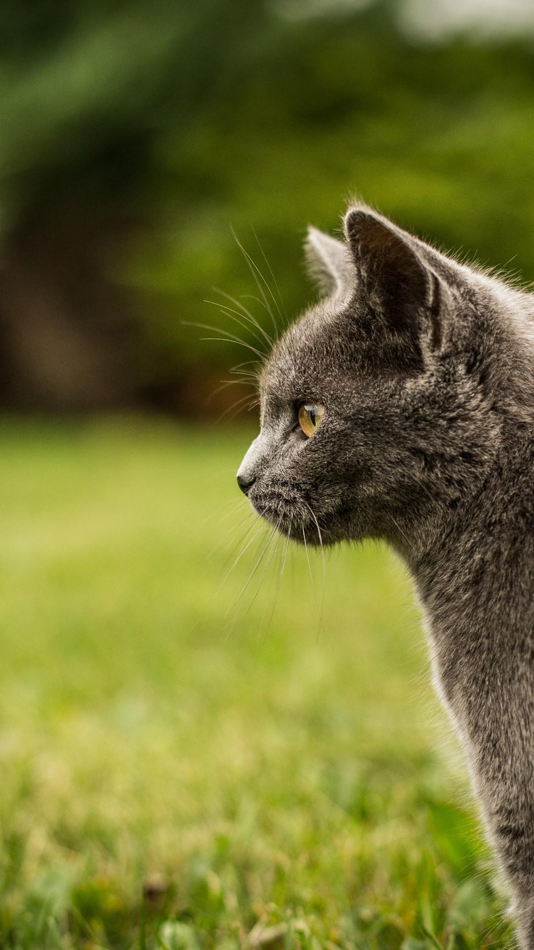 Grey Cat Wallpapers - Top Free Grey Cat Backgrounds - WallpaperAccess