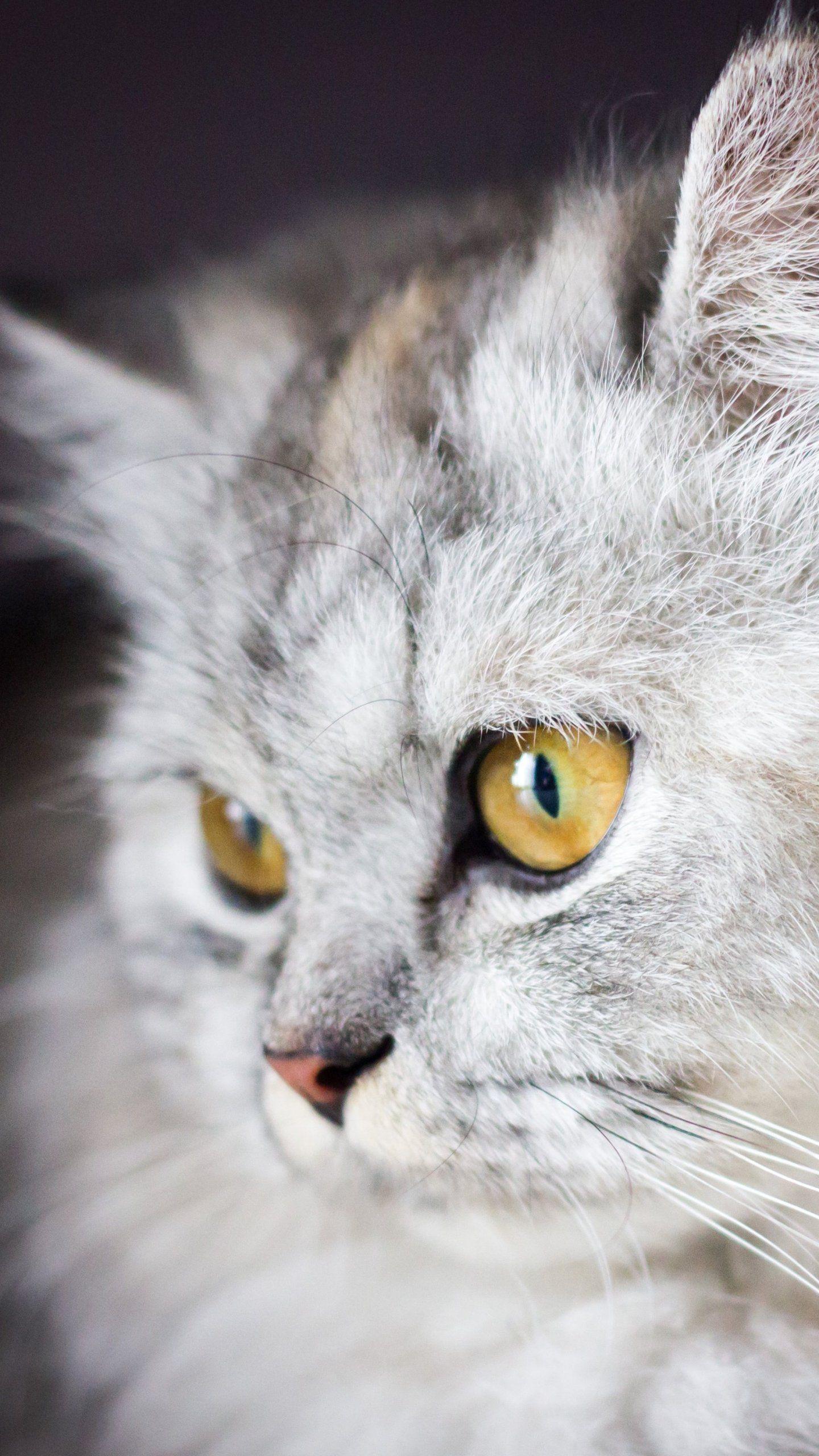 Grey Cat Wallpapers - Top Free Grey Cat Backgrounds - WallpaperAccess
