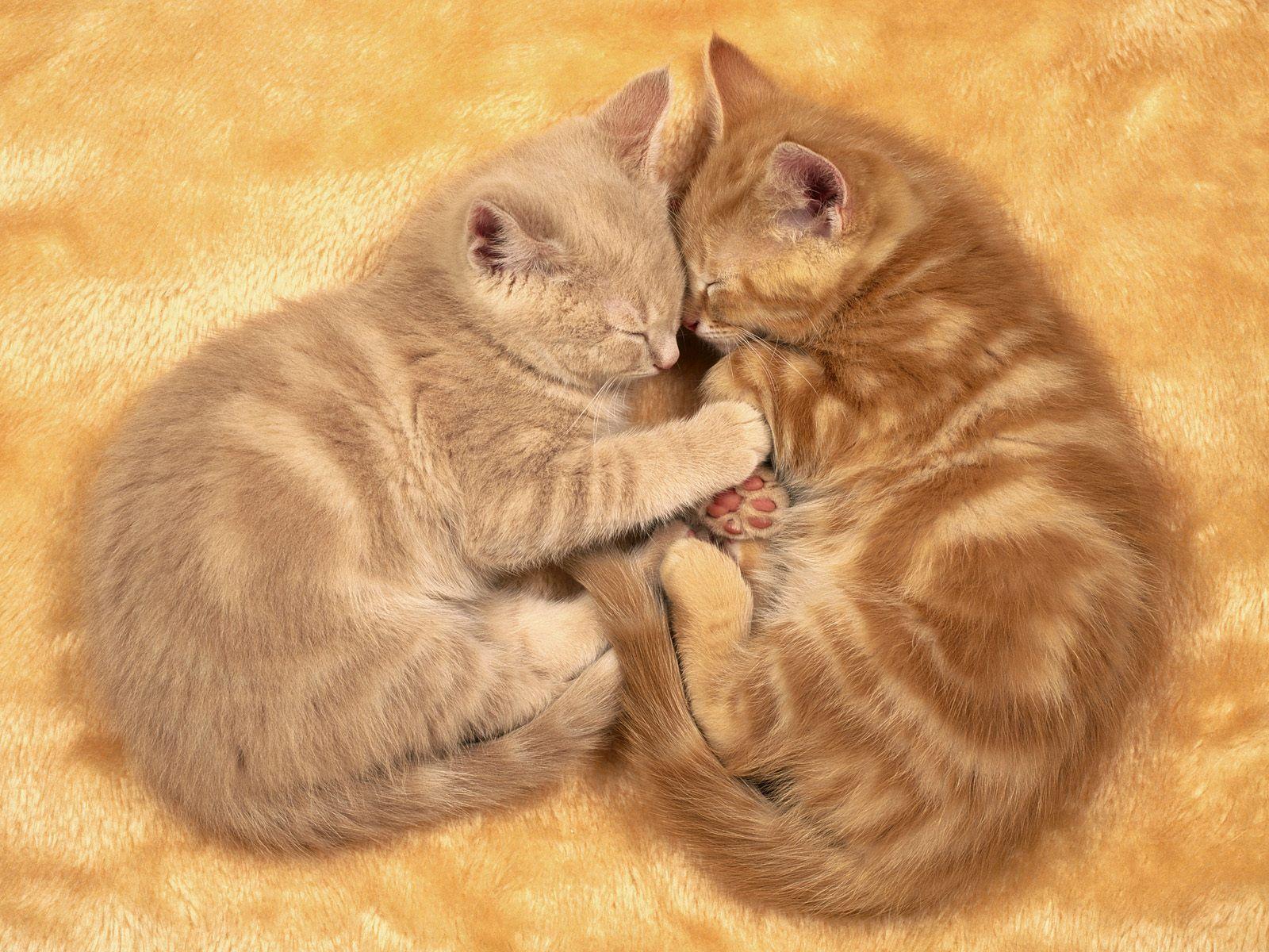 Cute Cat Love Wallpapers - Top Free Cute Cat Love Backgrounds ...
