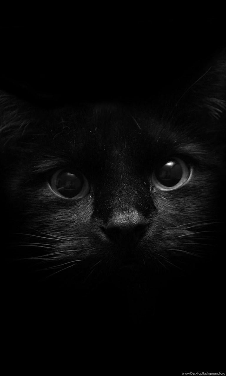 Cute Cat Love Wallpapers - Top Free Cute Cat Love Backgrounds ...